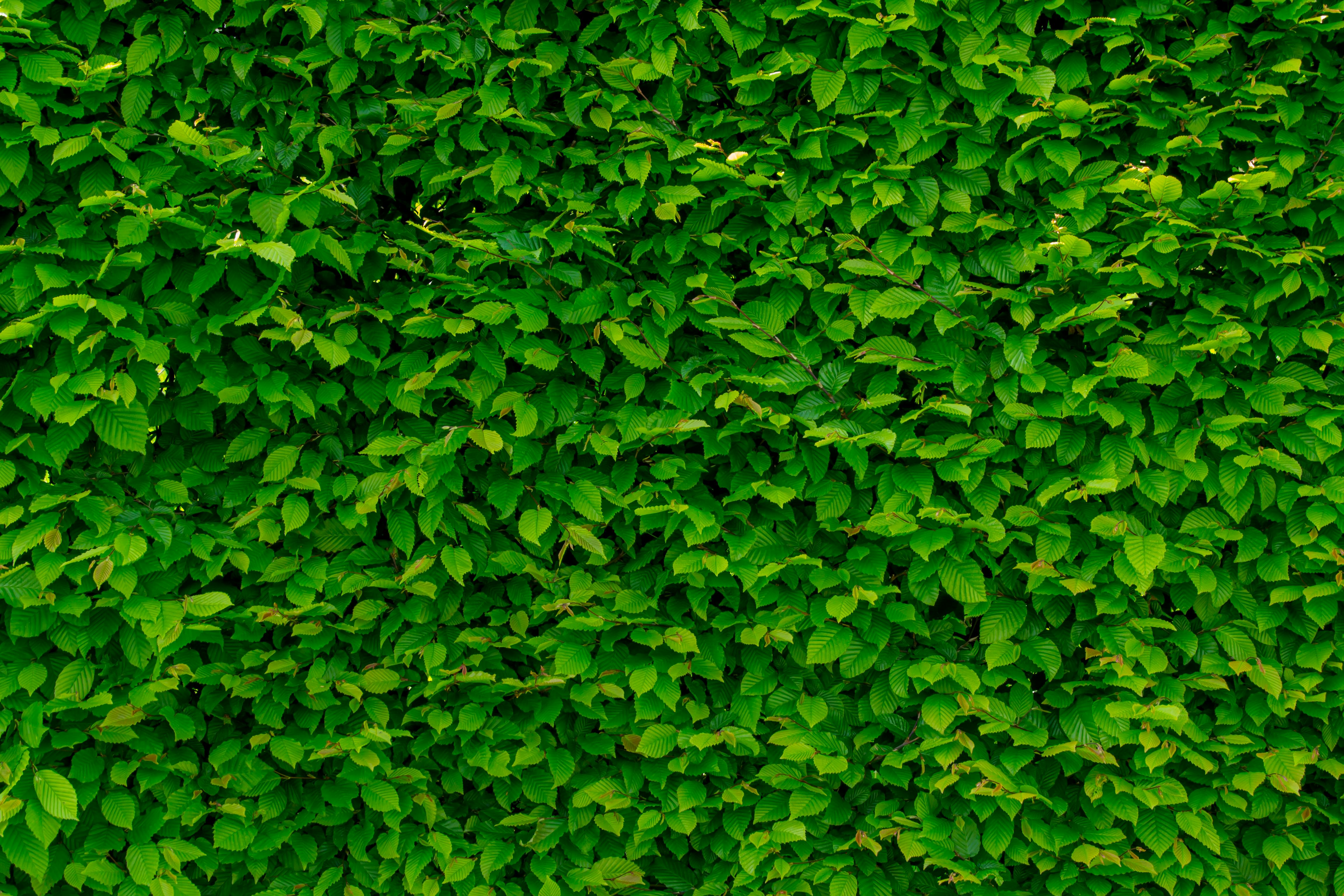 Free stock photos of greenery · Pexels