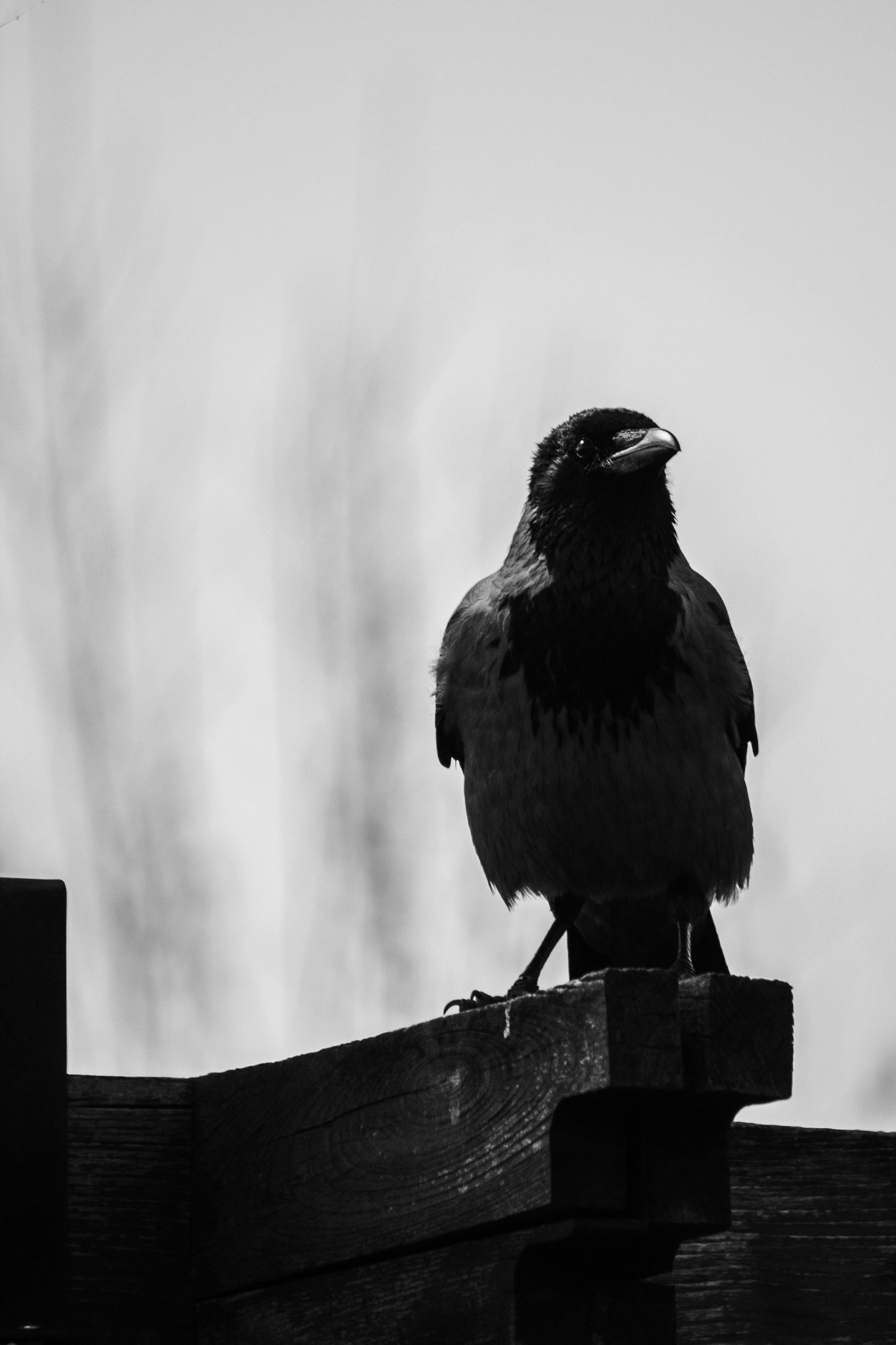 Free stock photos of crow · Pexels