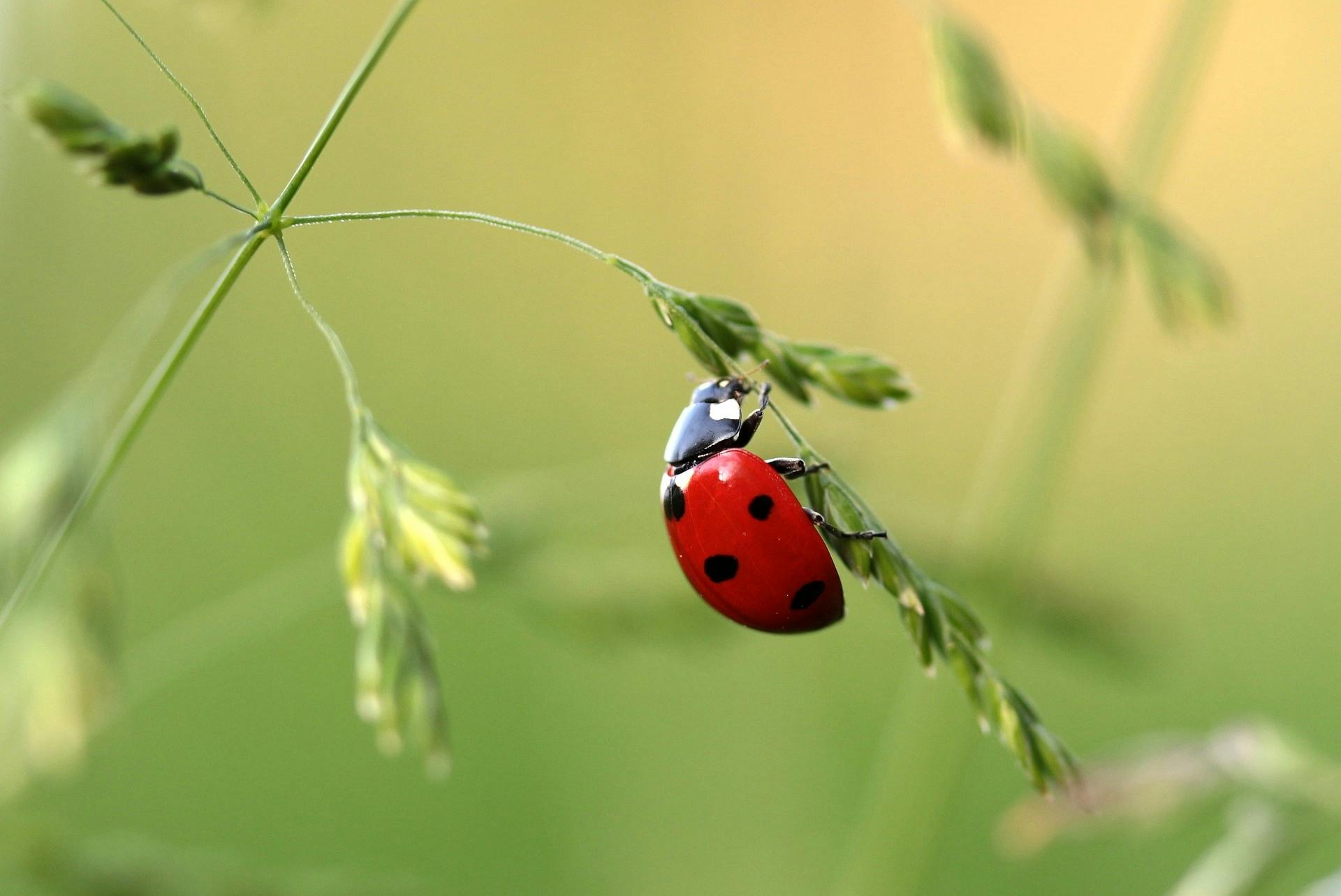 Free stock photos of ladybug · Pexels