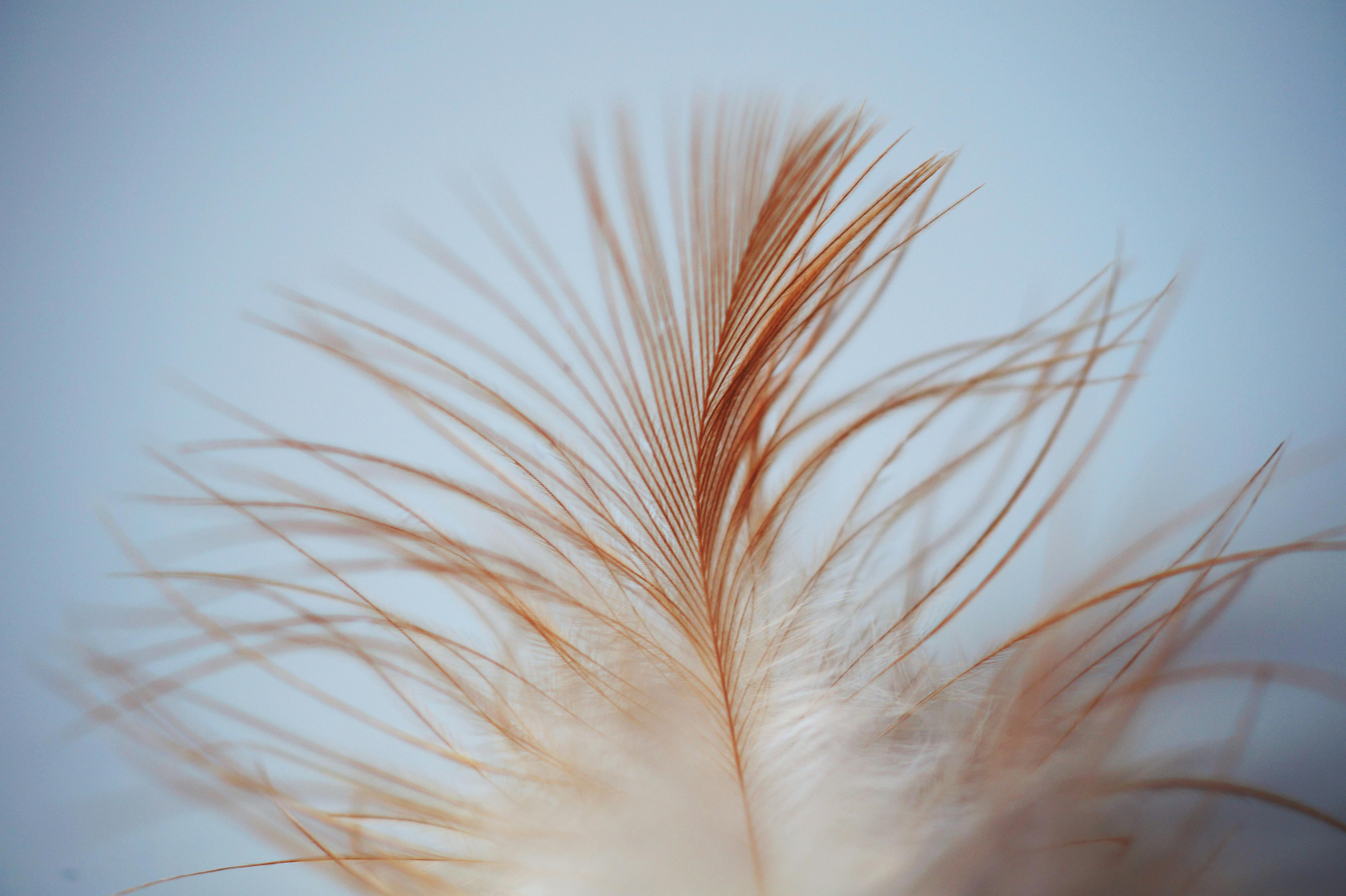 Free stock photos of feather · Pexels