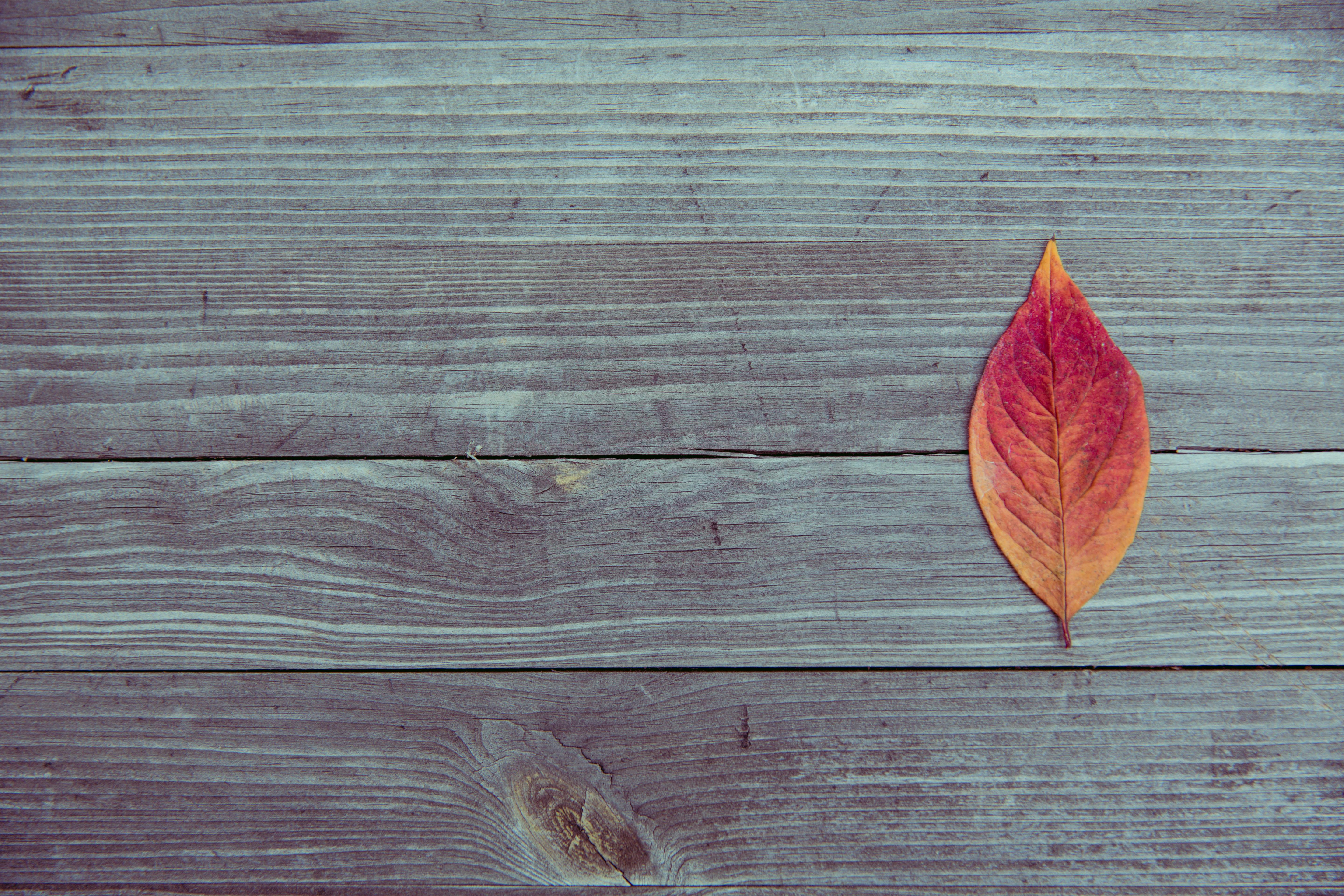 Free stock photos of leaf · Pexels