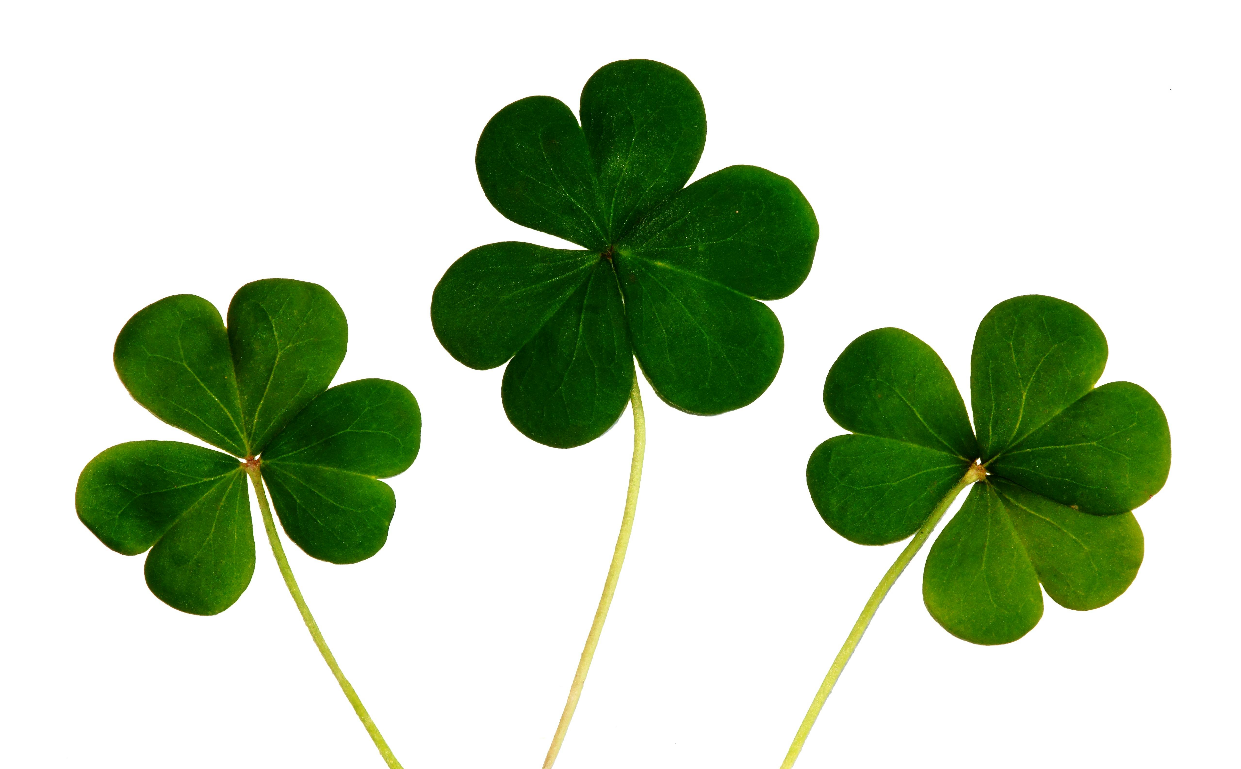 Free stock photos of luck · Pexels