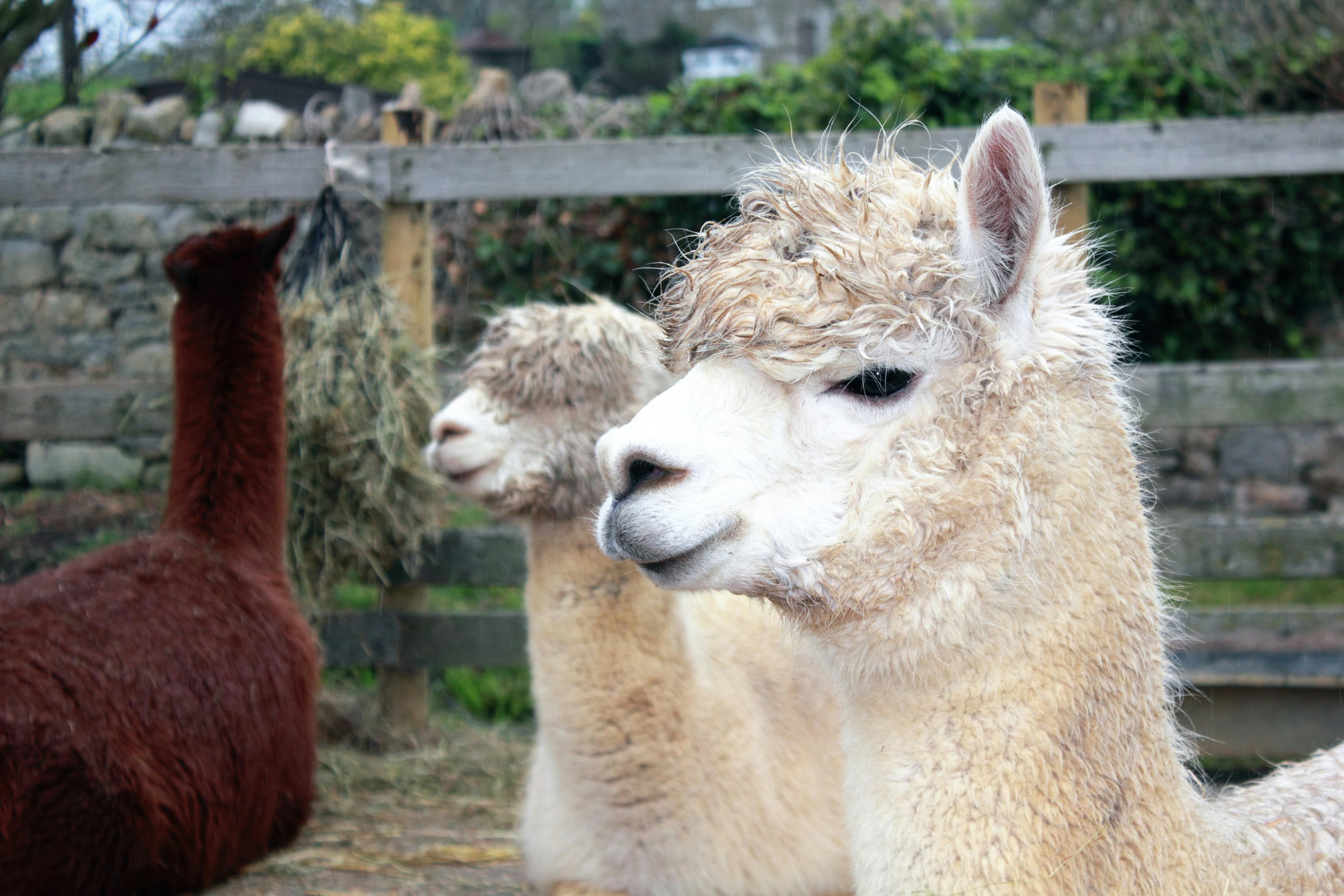 Free stock photos of llama · Pexels