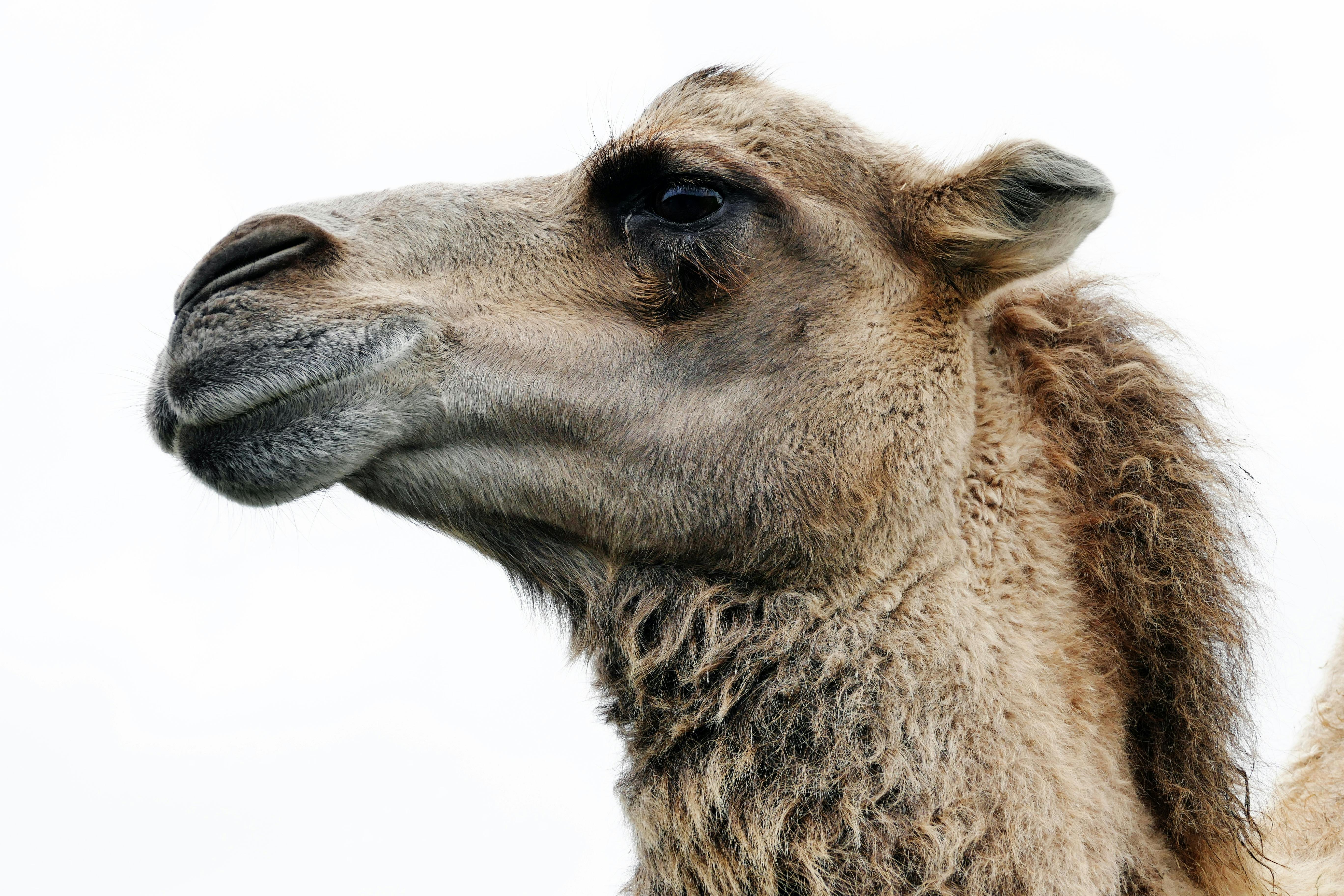 Camel Images · Pexels · Free Stock Photos