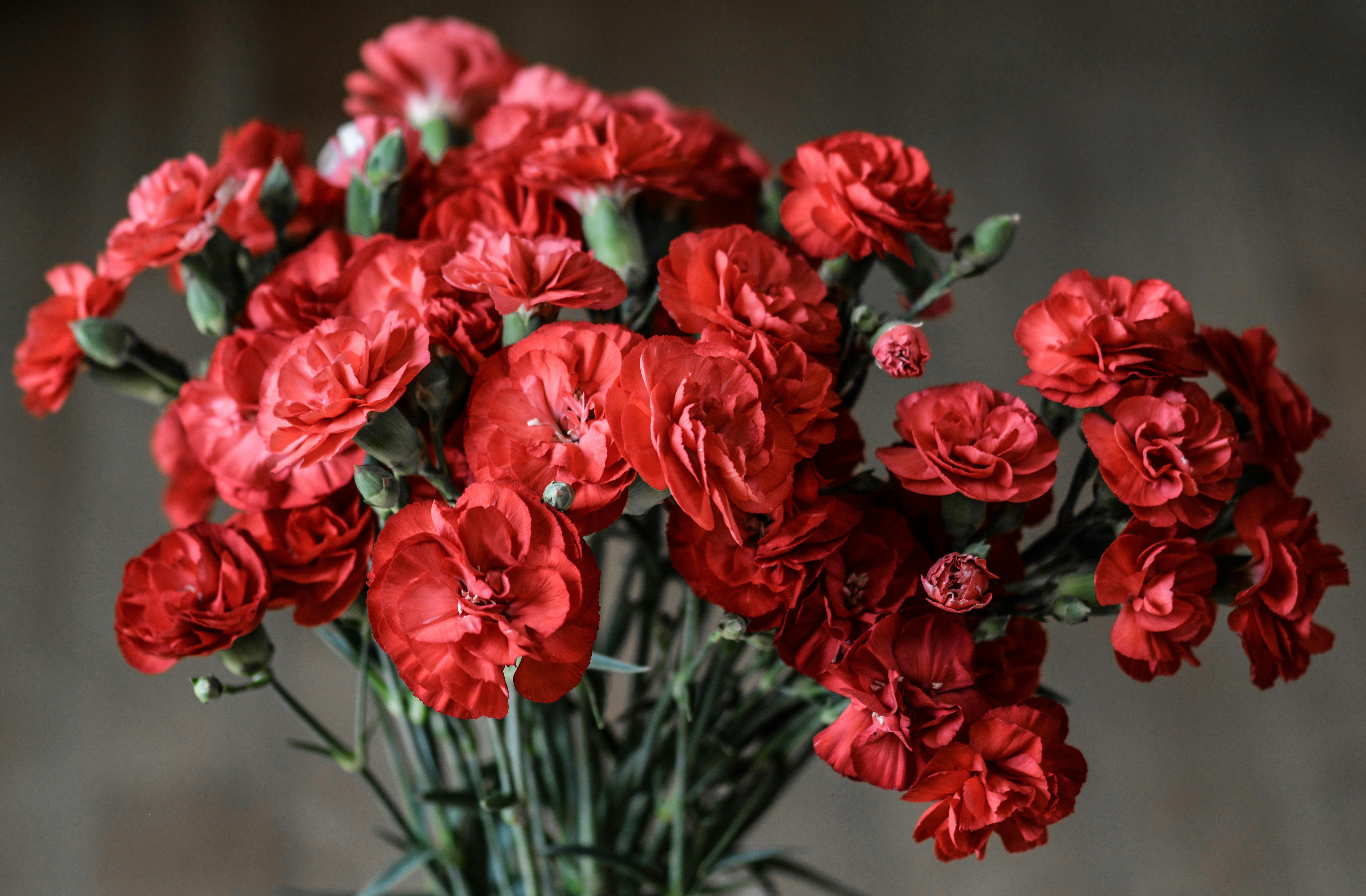 Free stock photos of carnation · Pexels