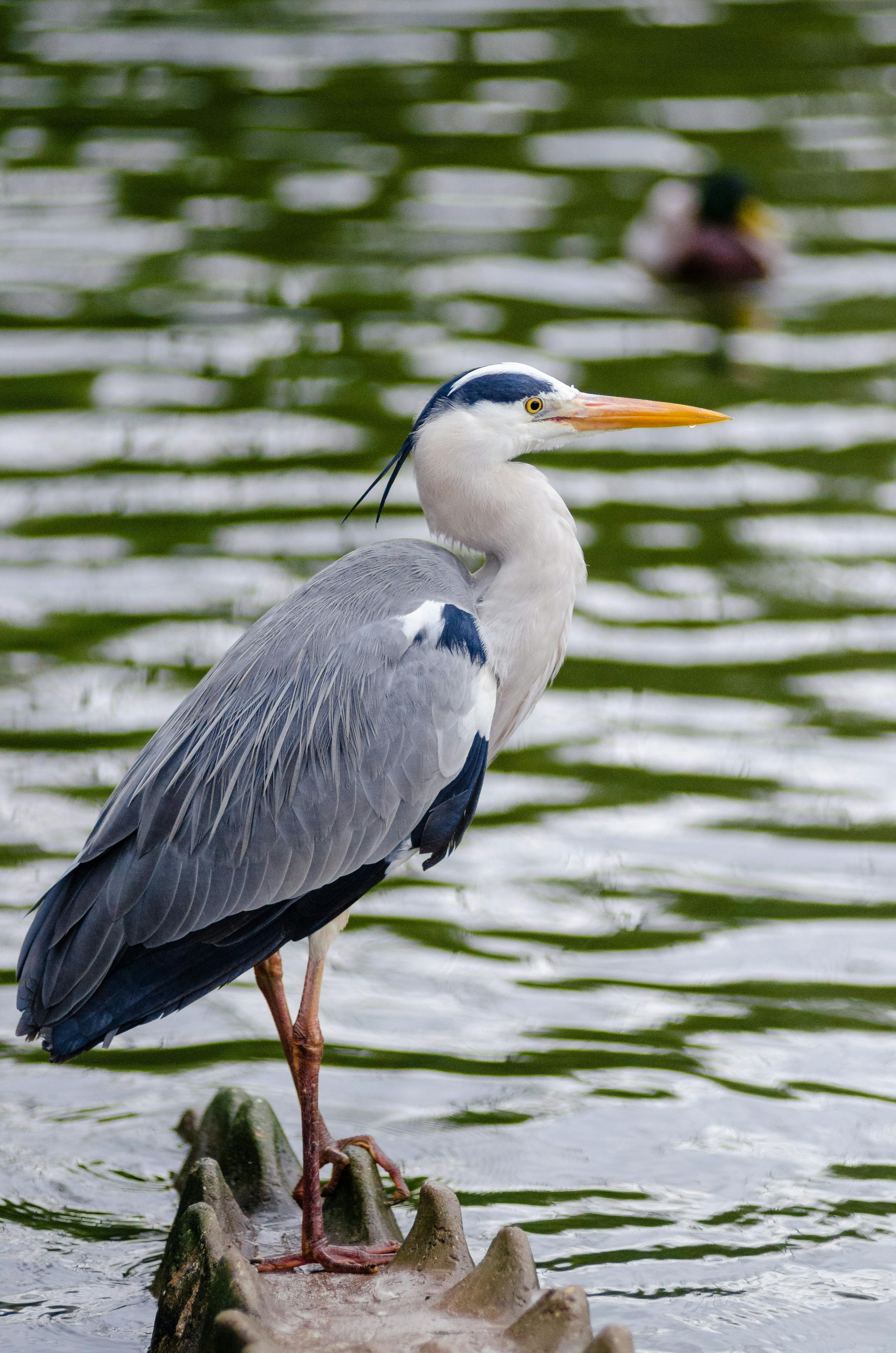 Free stock photos of heron · Pexels