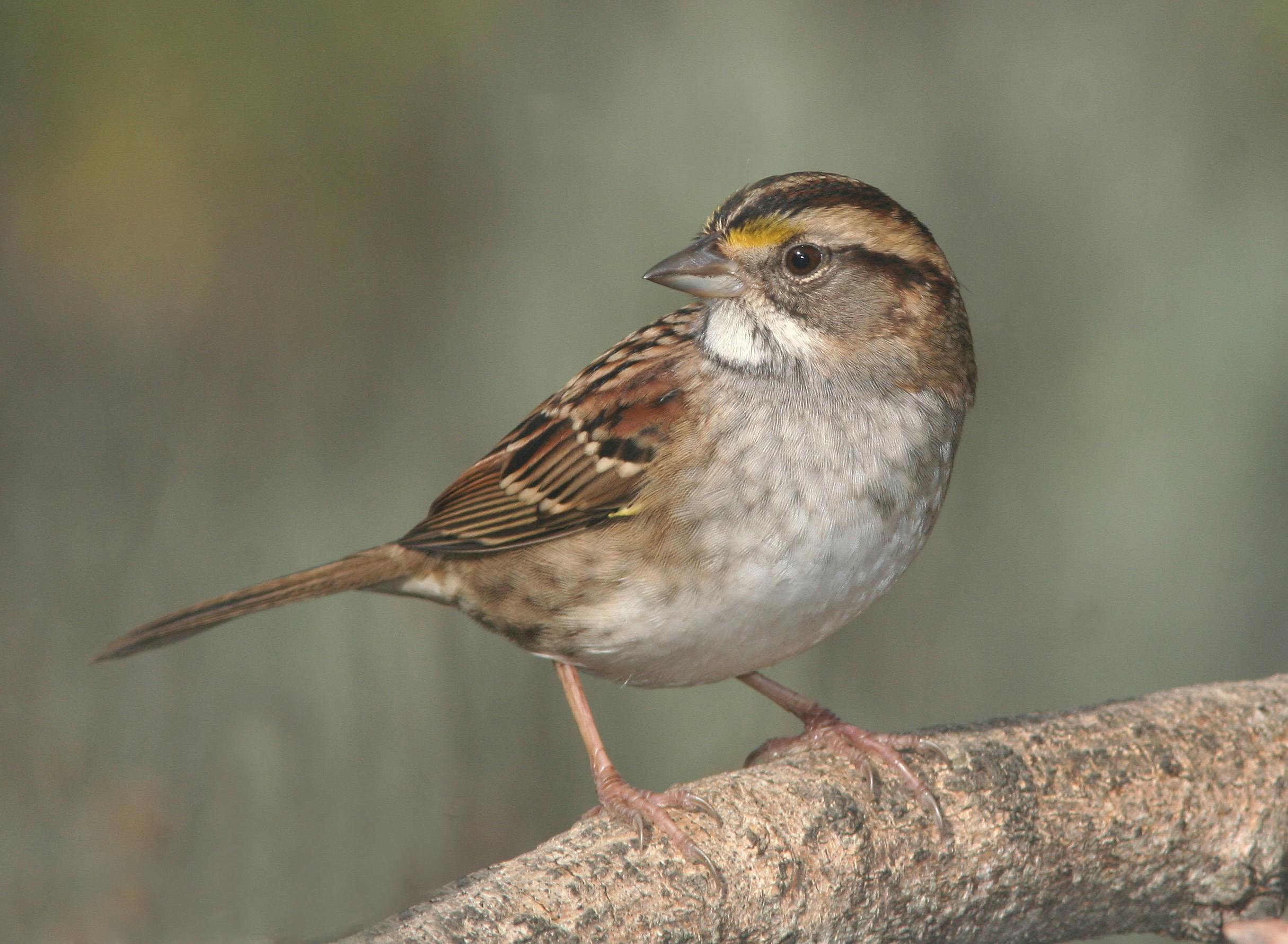 Sparrow Pictures · Pexels · Free Stock Photos