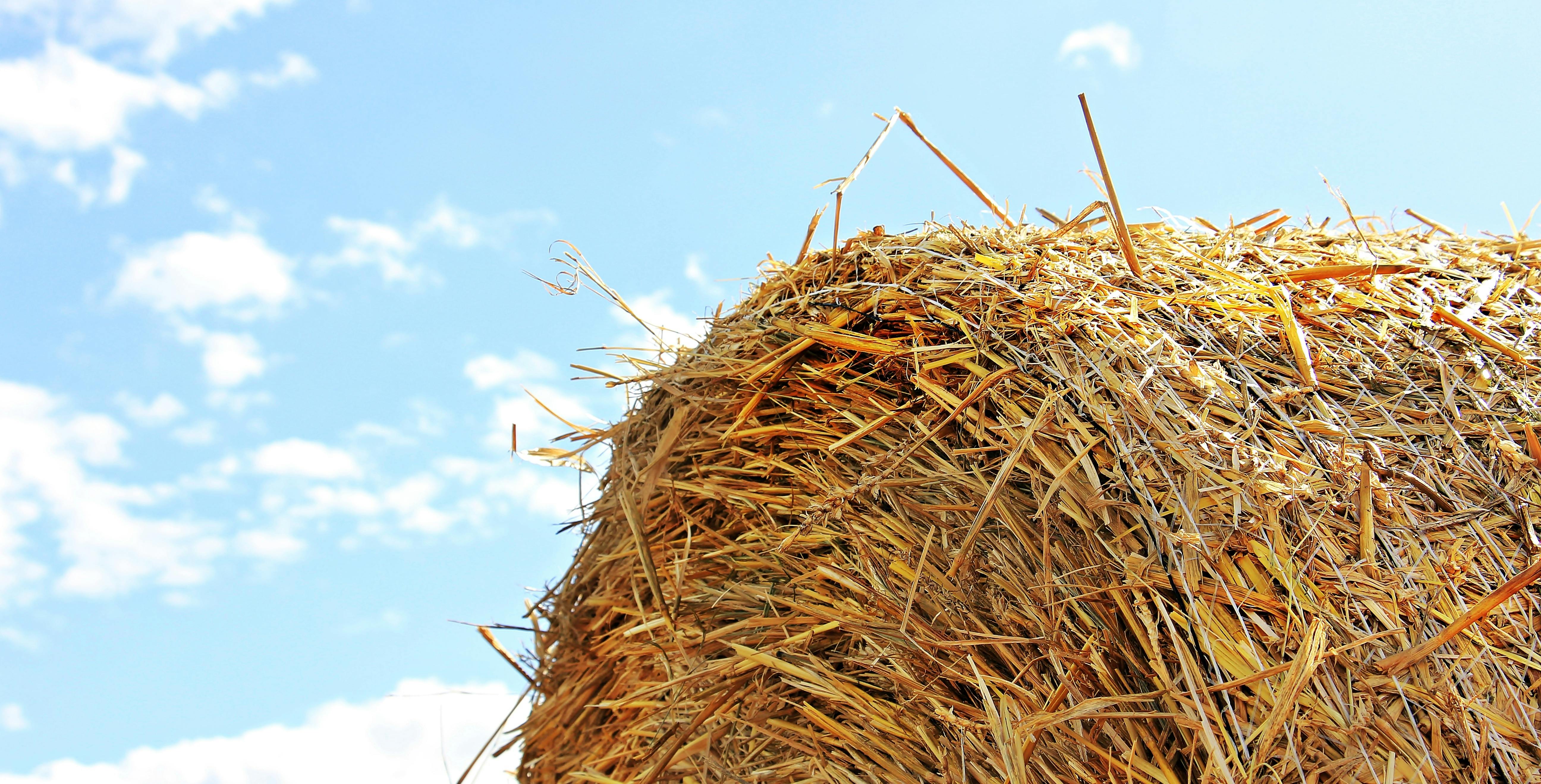 Free stock photos of straw · Pexels
