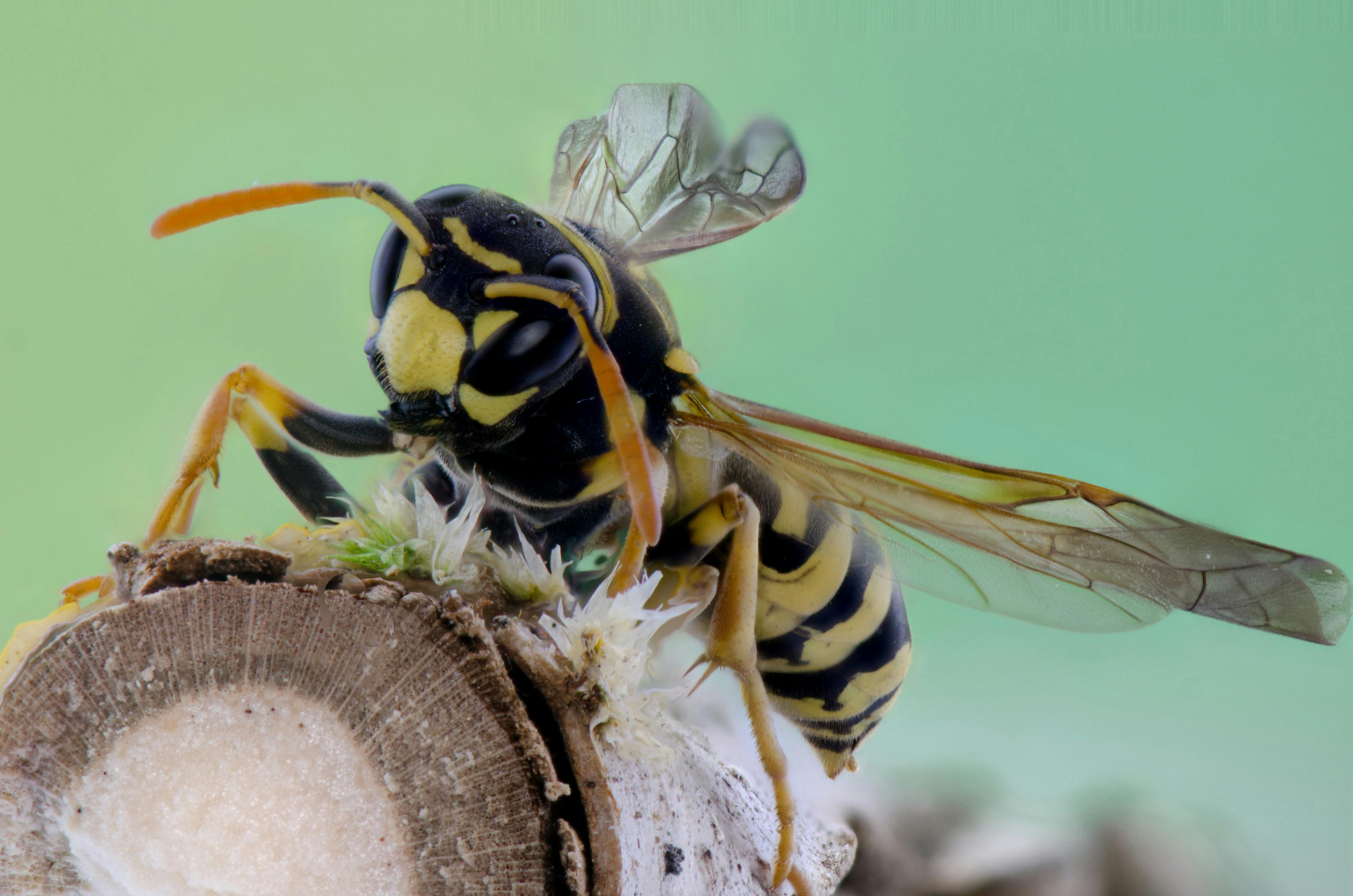 Free stock photos of wasp · Pexels