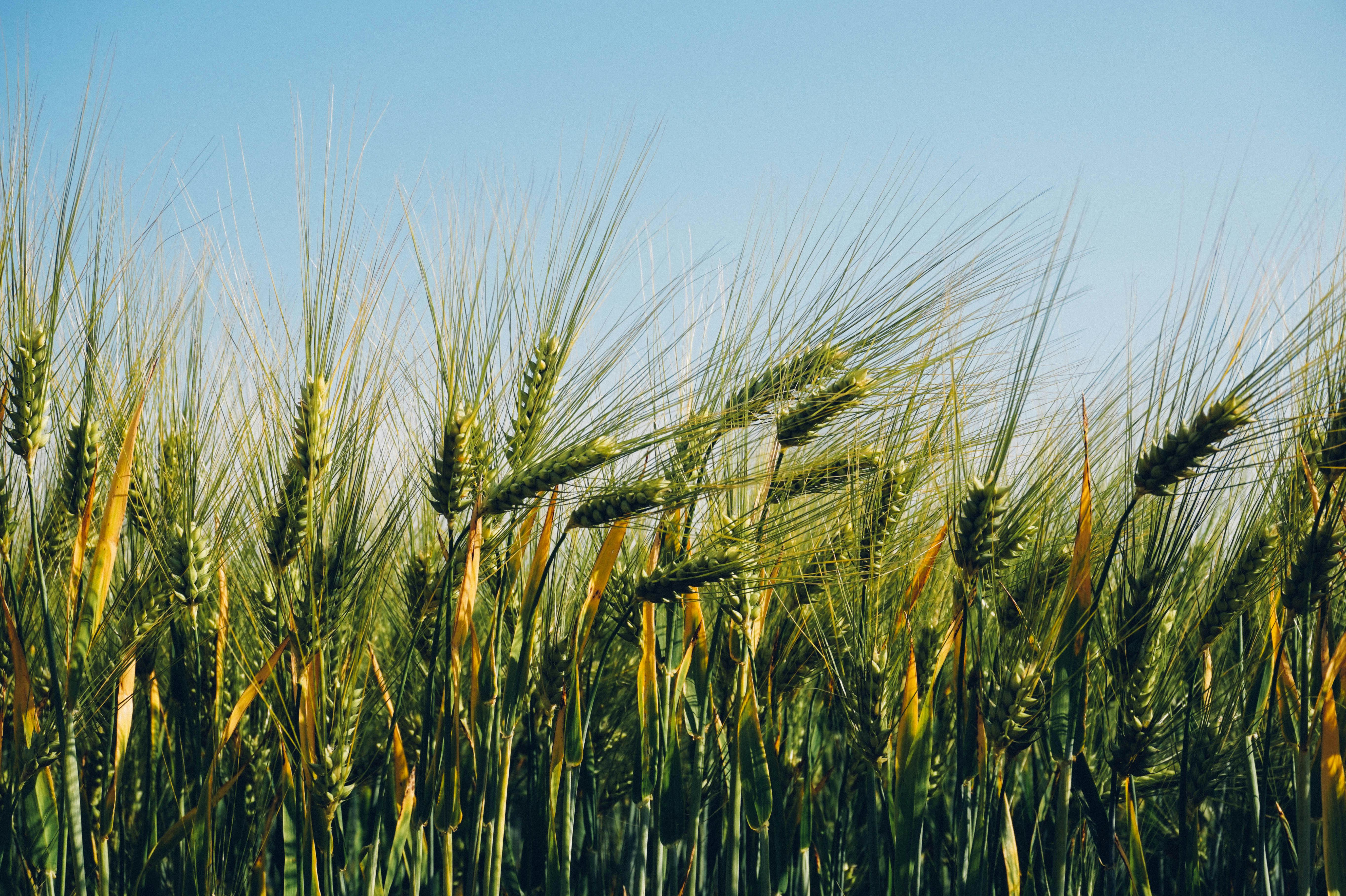 Free stock photos of barley · Pexels