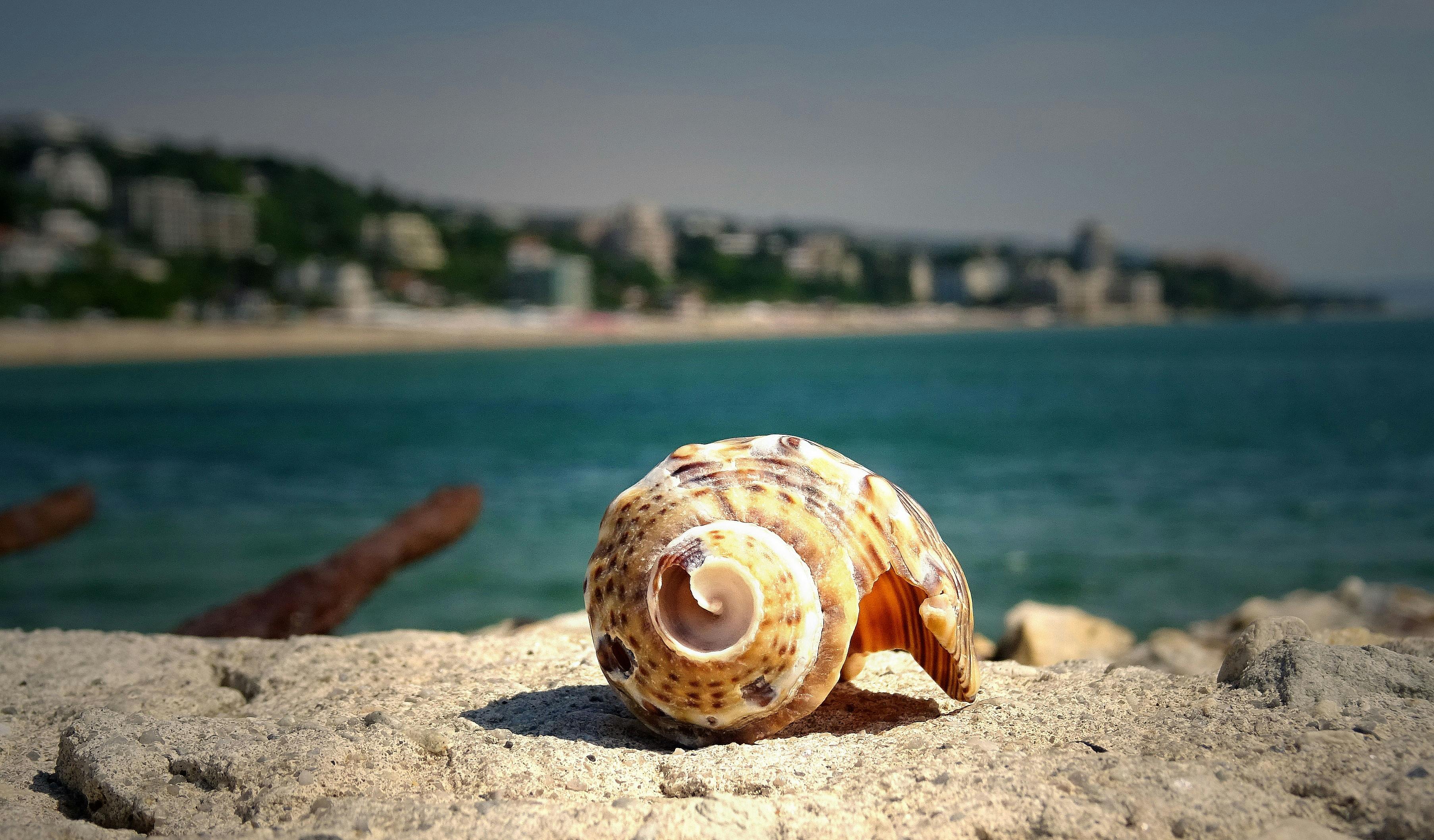 Free stock photos of seashells · Pexels