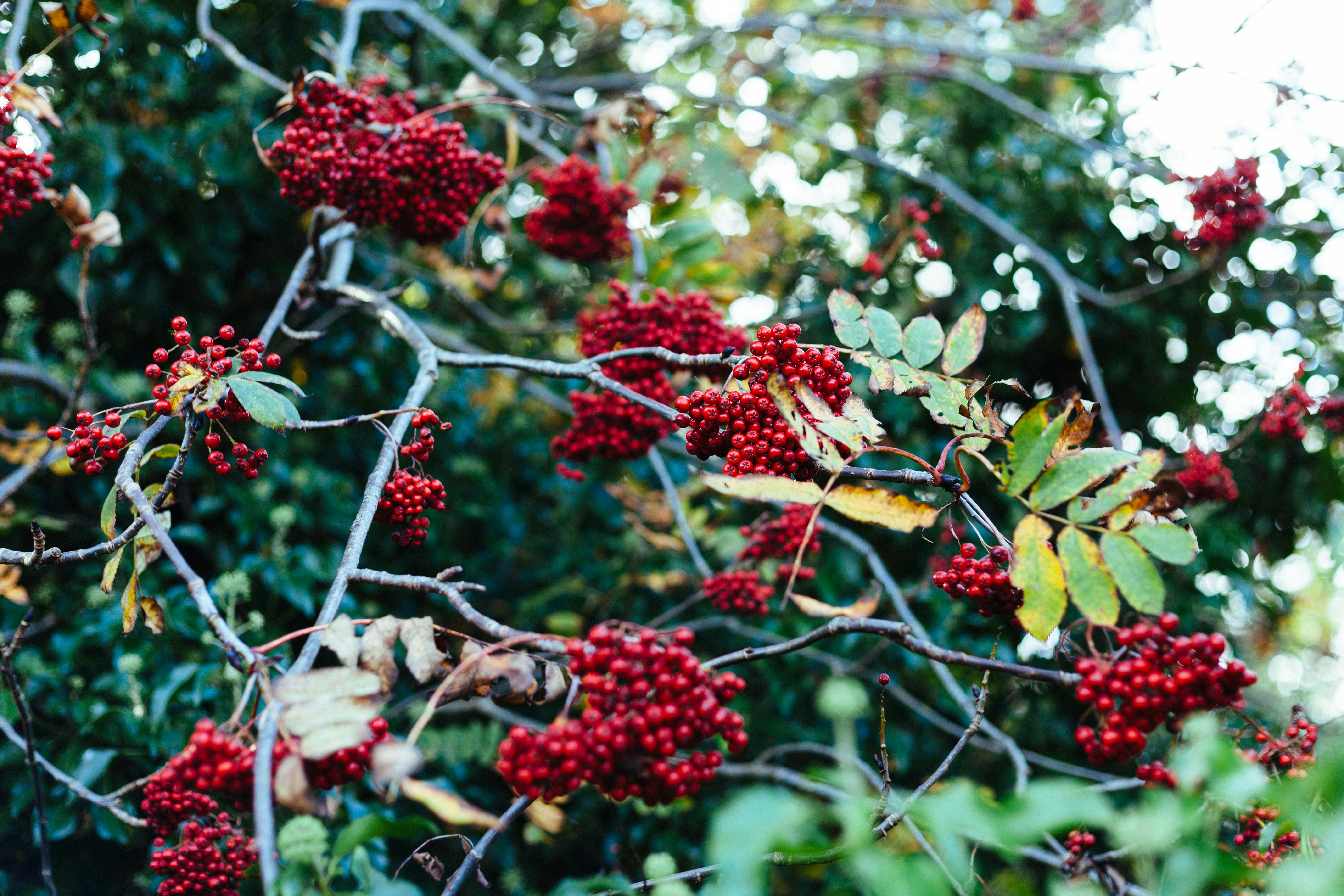 Free stock photos of rowan tree · Pexels