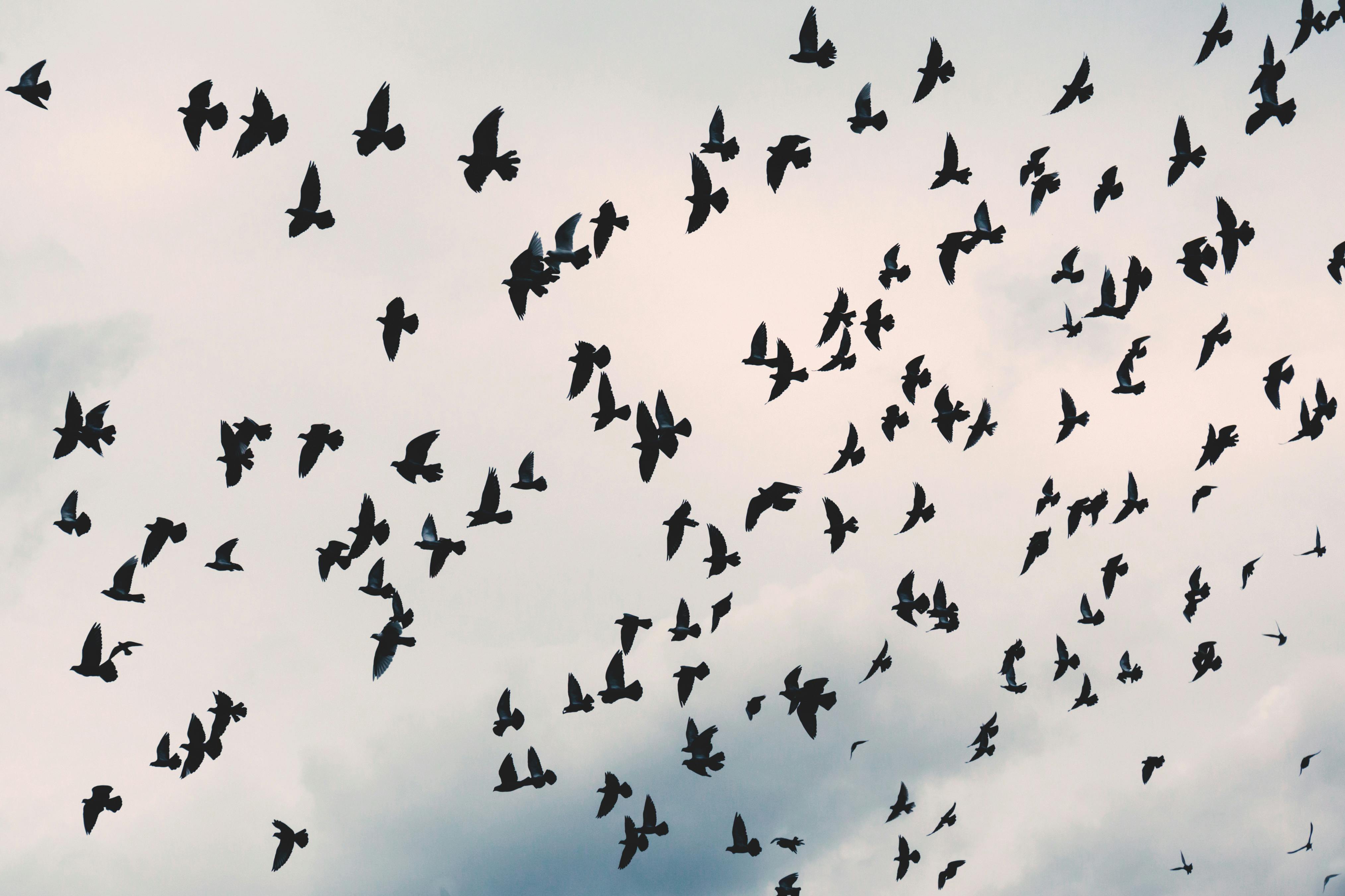 Free stock photos of flying birds · Pexels
