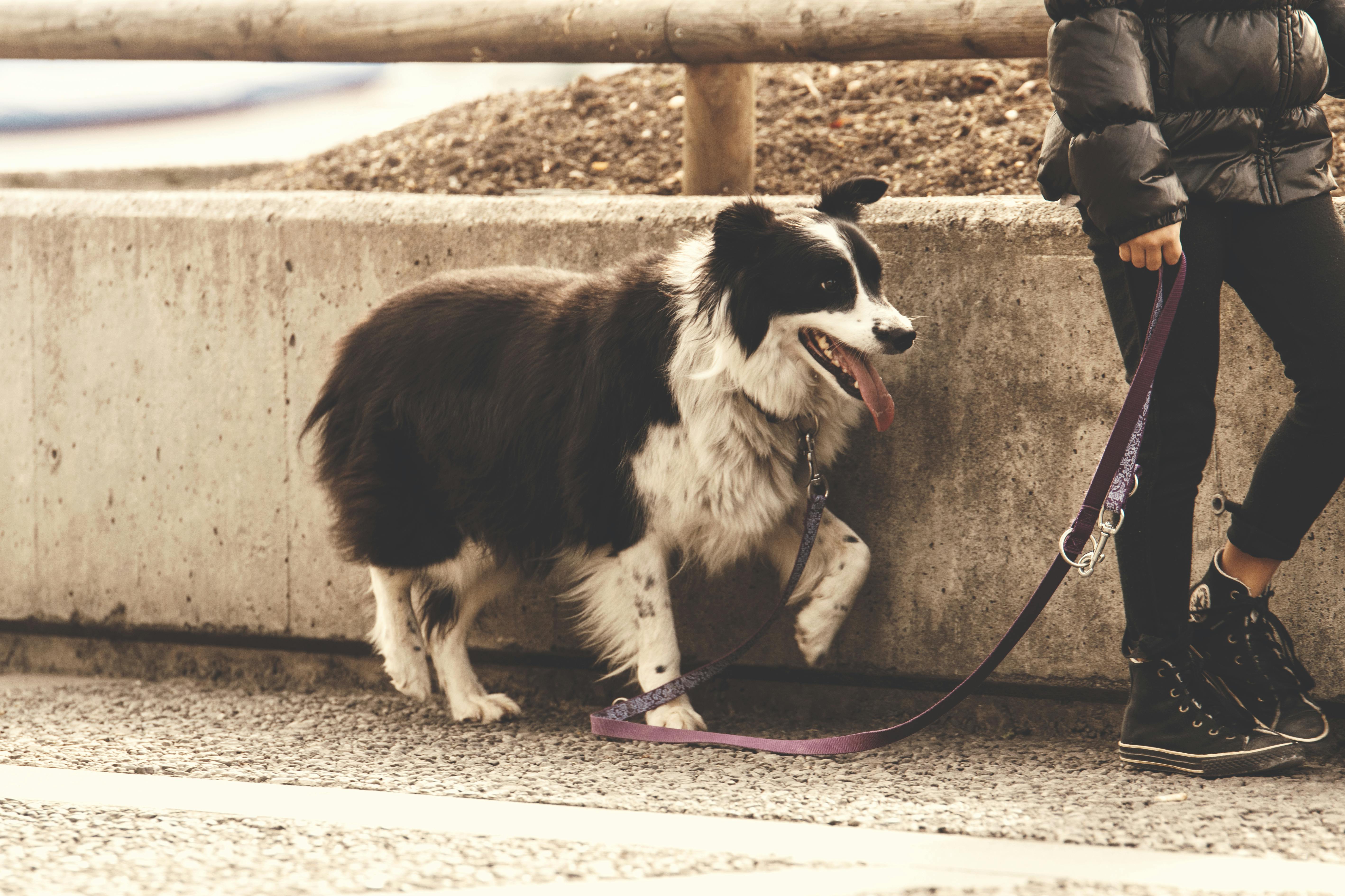 Free stock photos of dog walking · Pexels