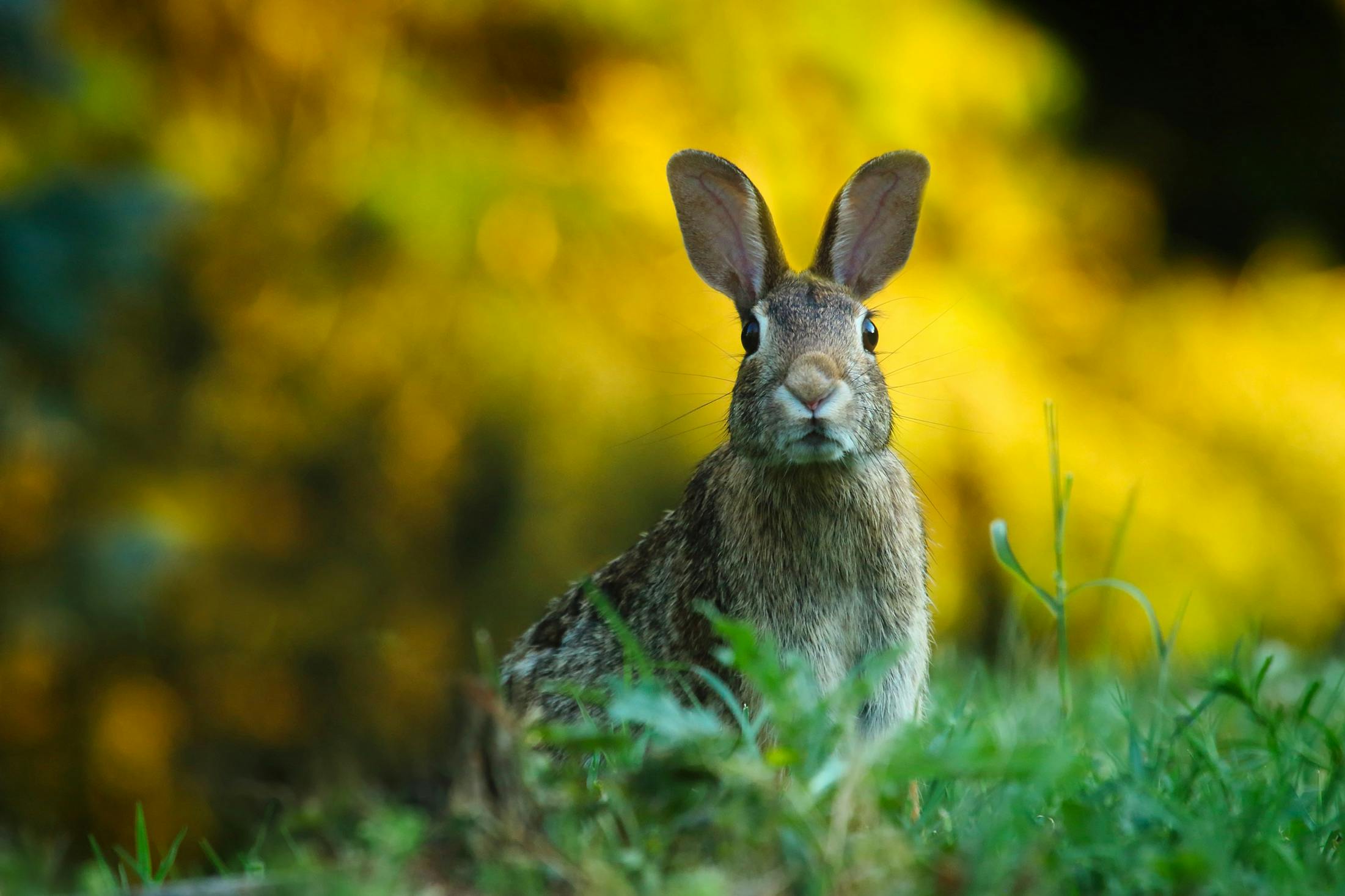 Free stock photos of hare · Pexels
