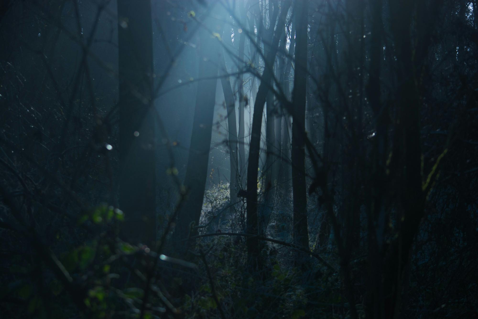 Free stock photos of dark trees · Pexels