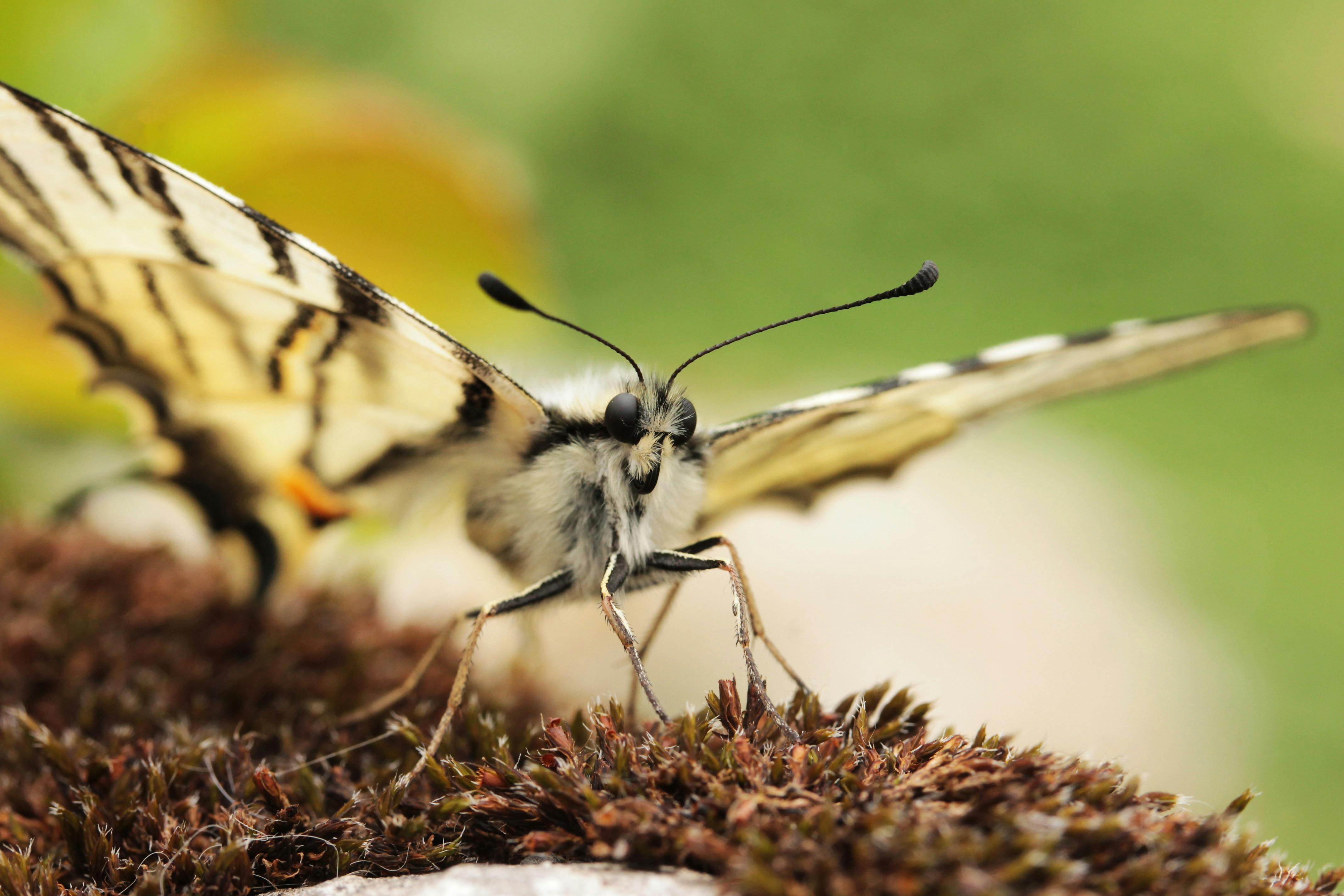 Free stock photos of moth · Pexels