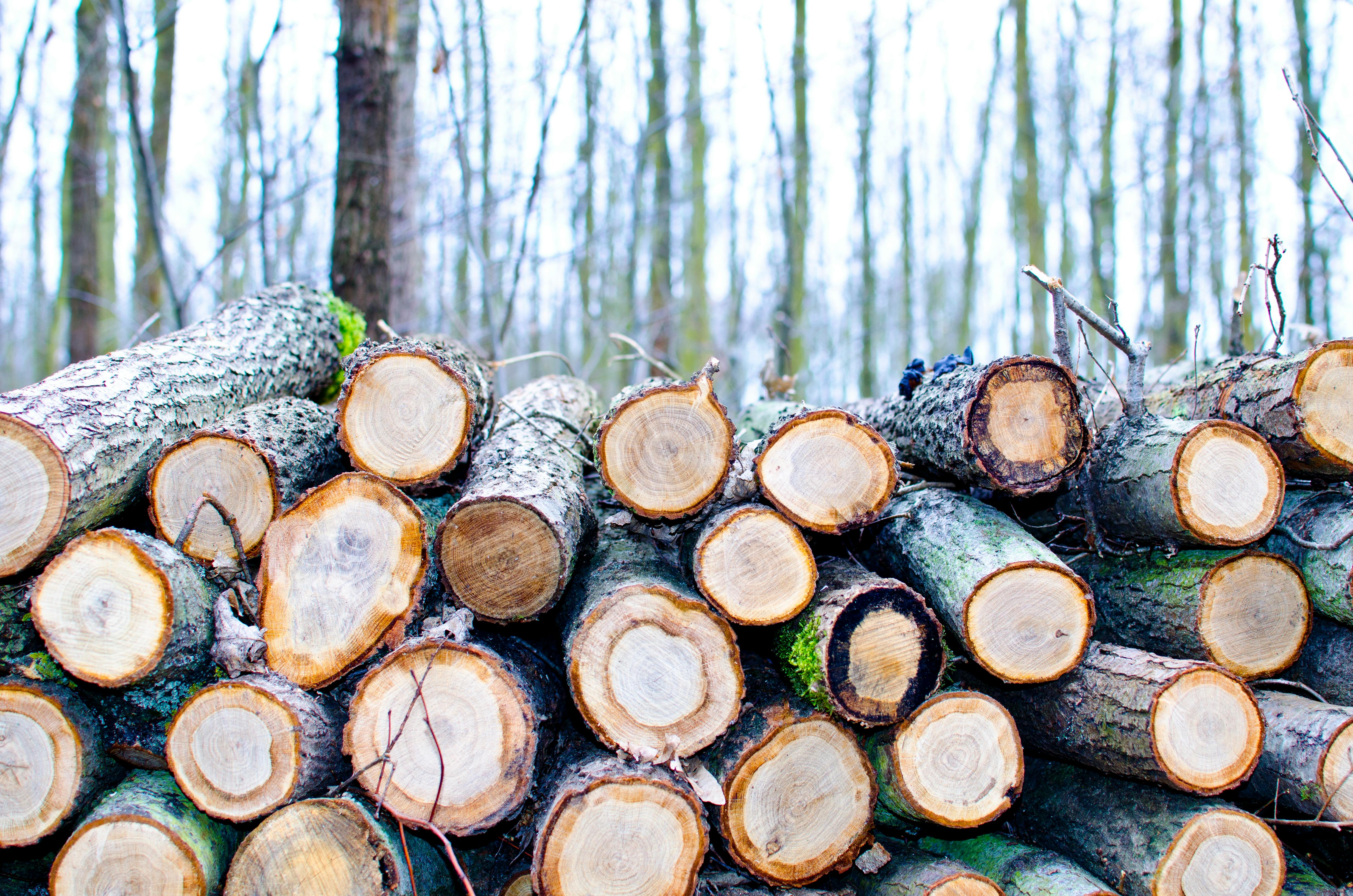 Free stock photos of logs · Pexels