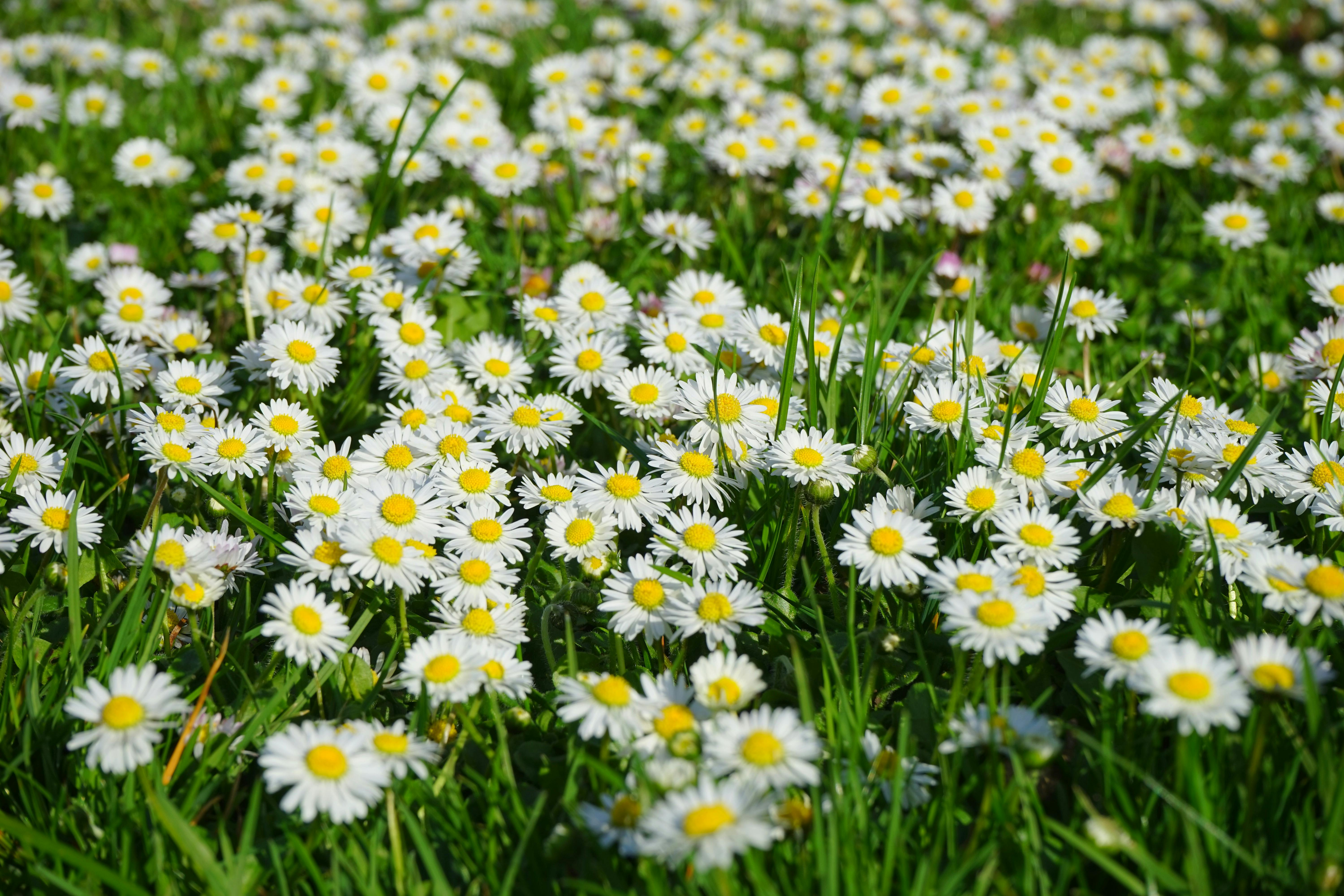 Free stock photos of little daisy · Pexels