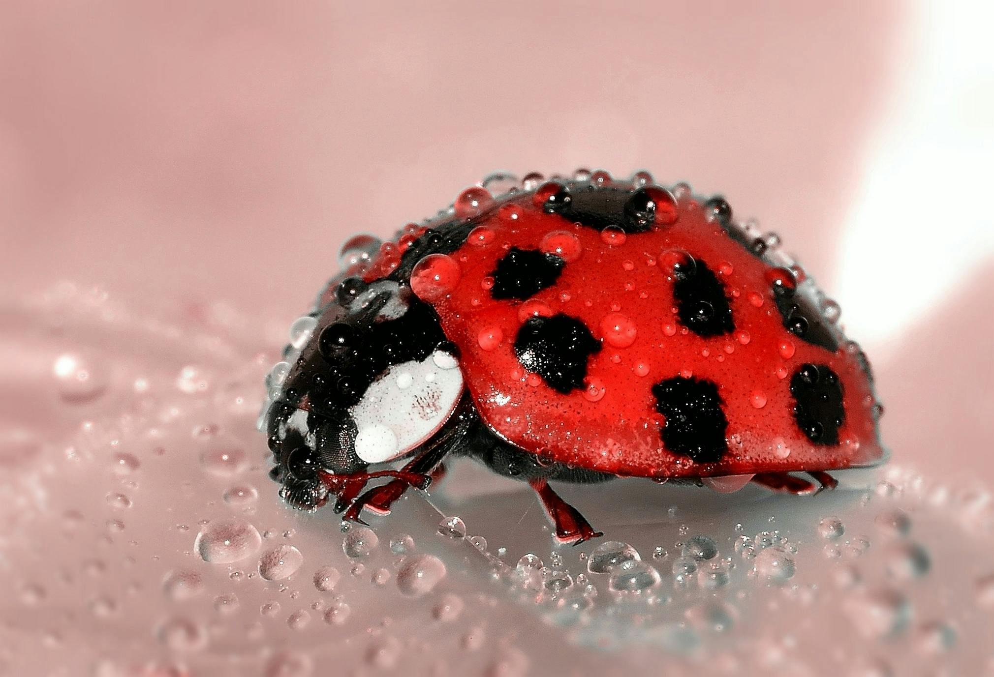 Free stock photos of ladybug · Pexels
