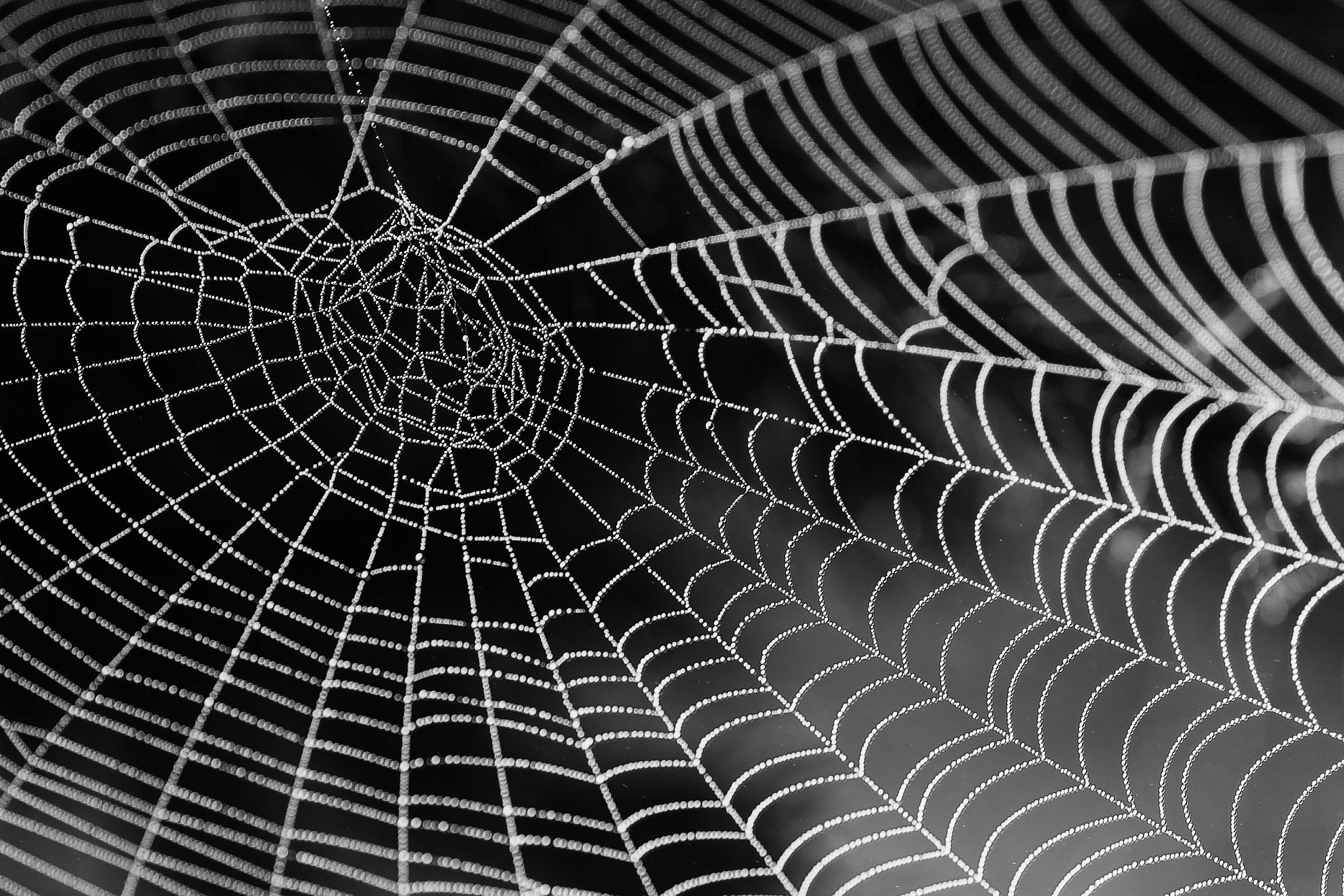Free stock photos of cobweb · Pexels
