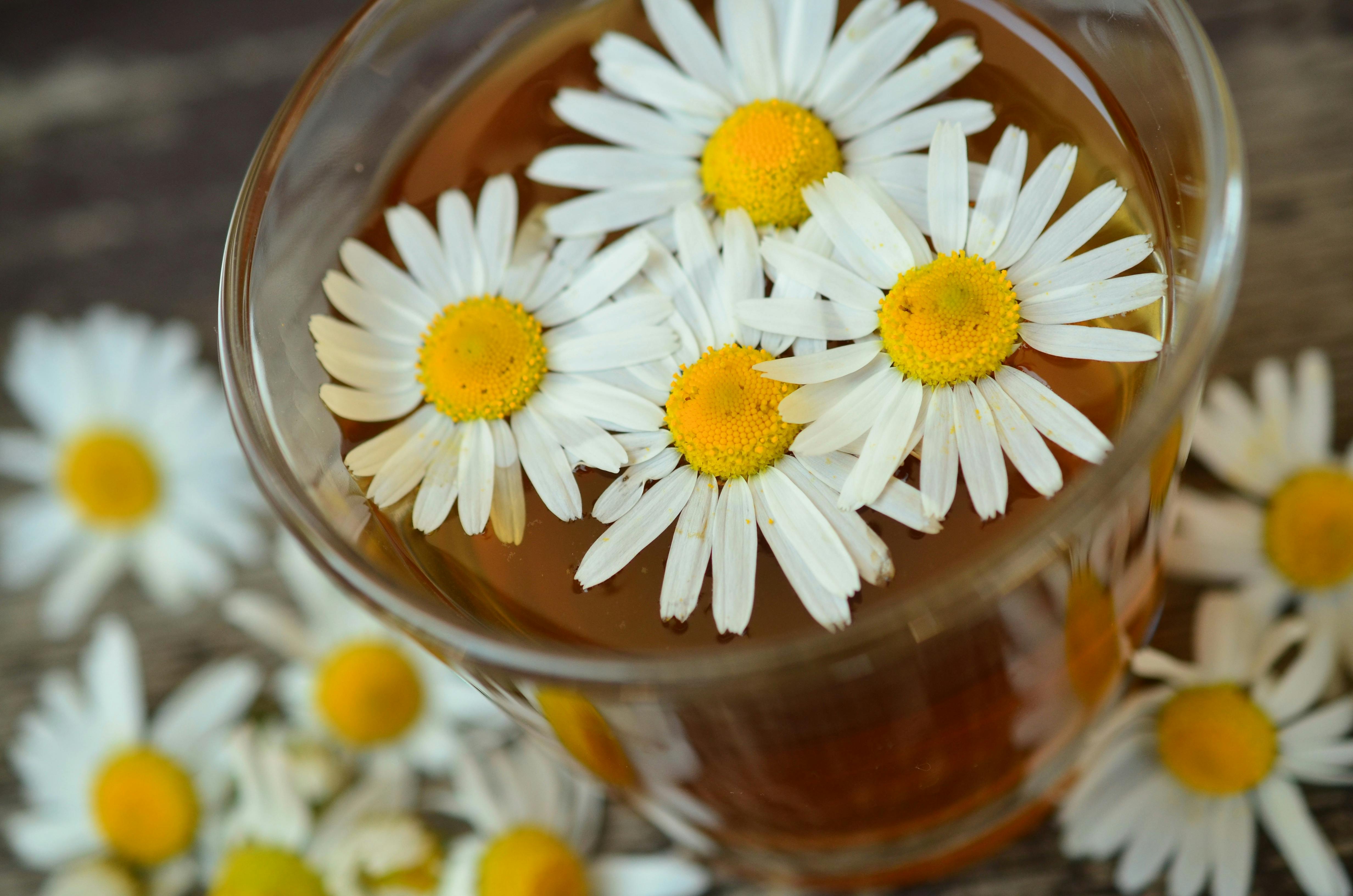 Free stock photos of chamomile · Pexels