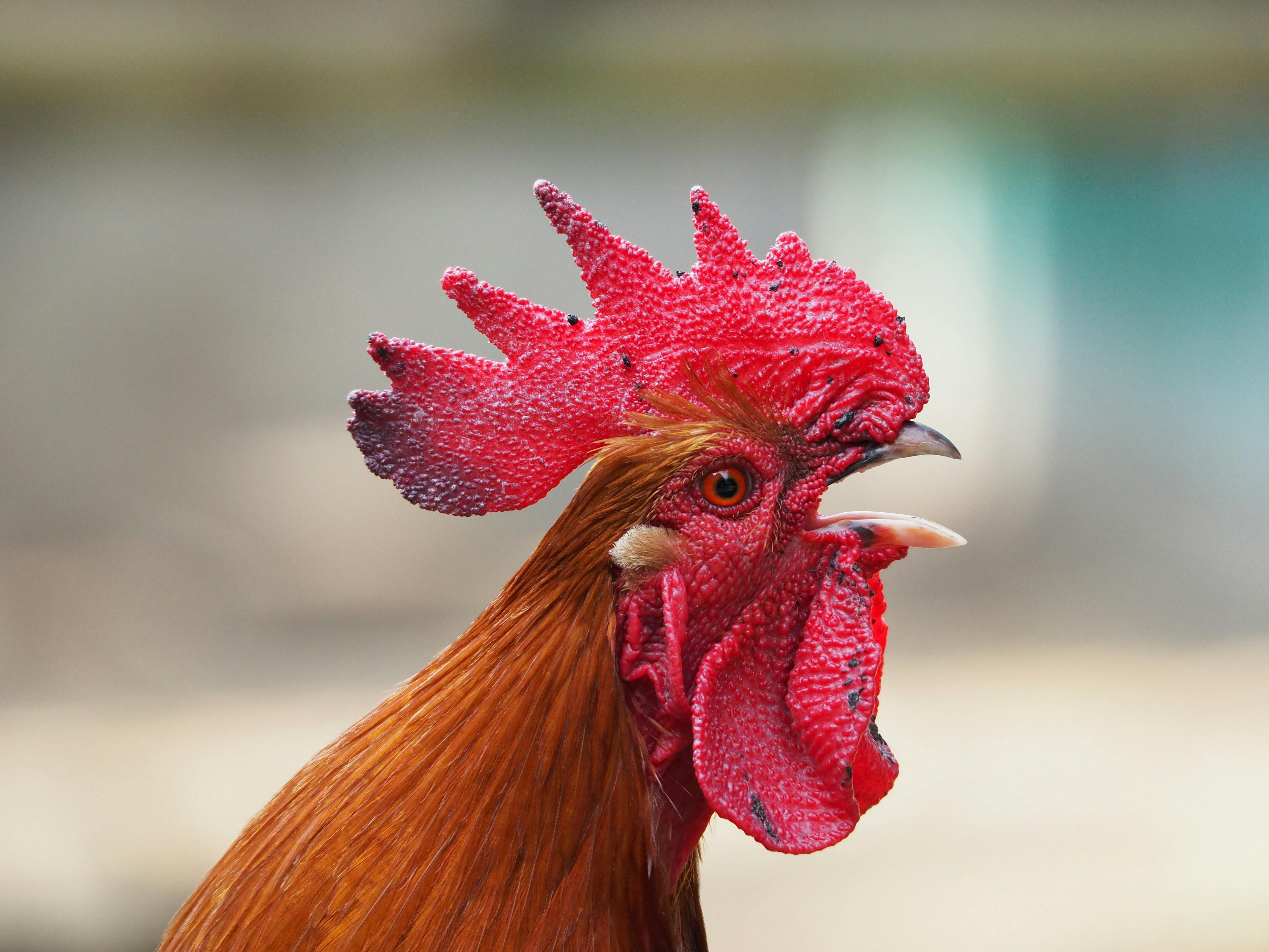 Free stock photos of rooster · Pexels