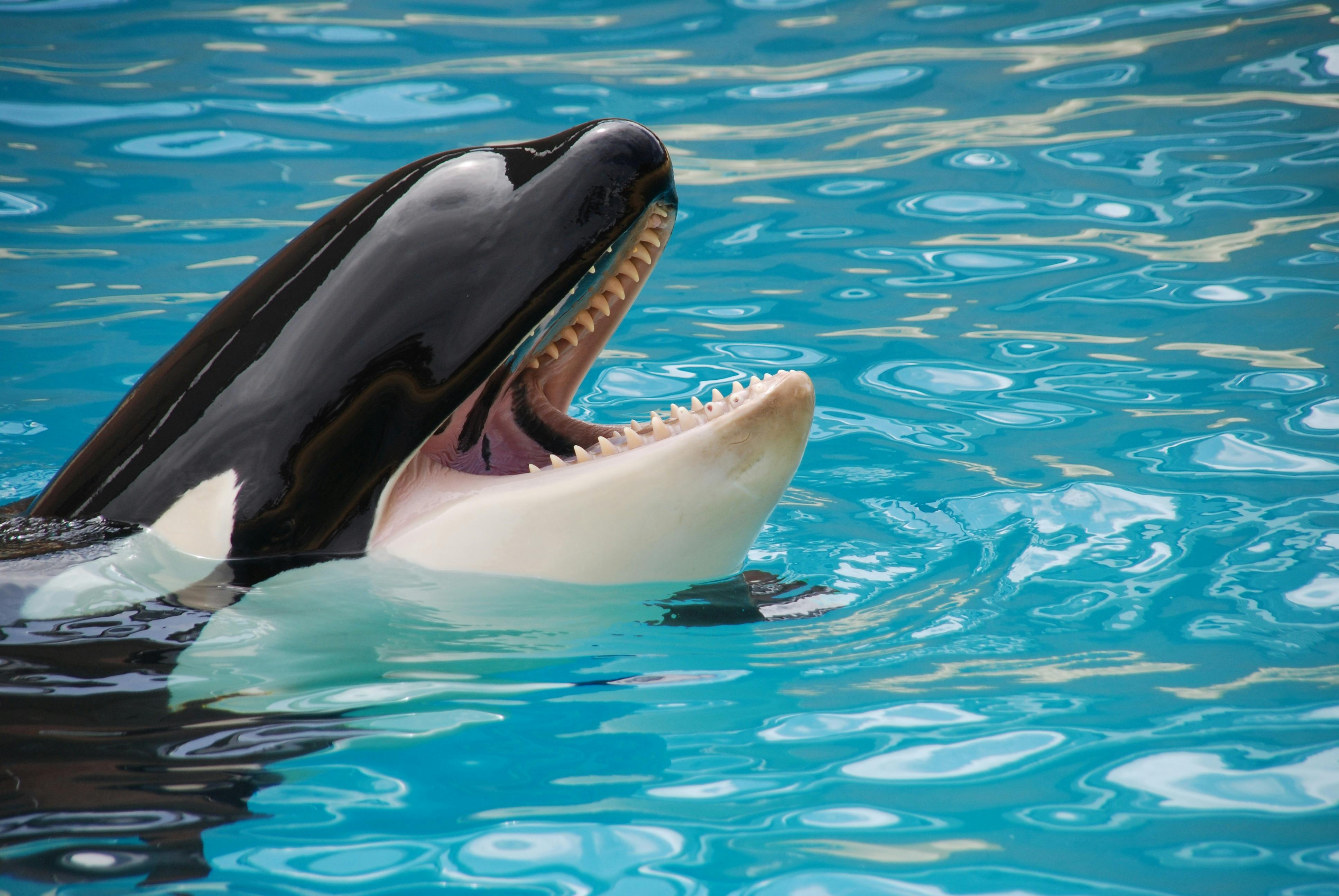 Free stock photos of killer whale · Pexels
