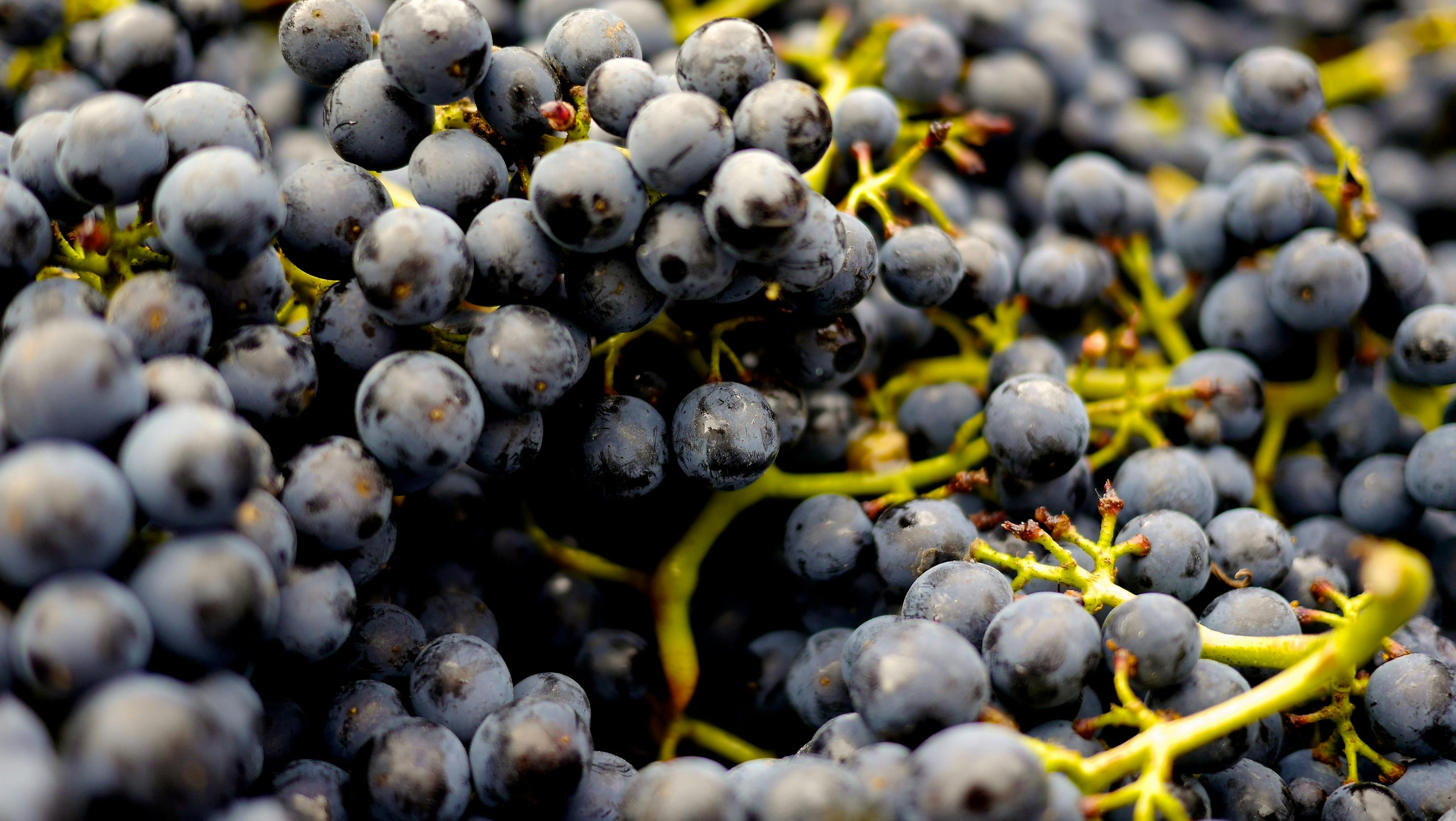 Free stock photos of wine grapes · Pexels