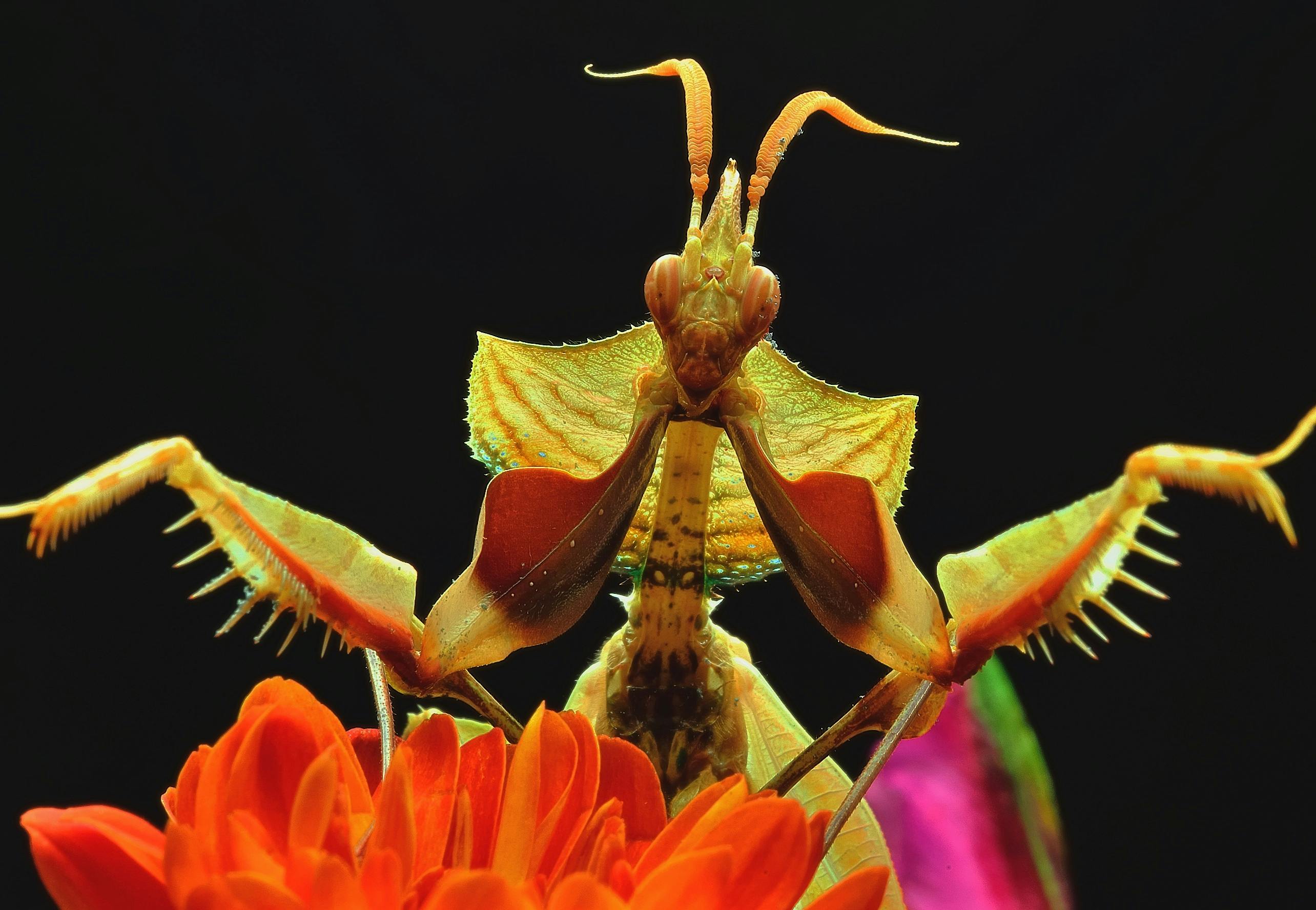 Free stock photos of praying mantis · Pexels