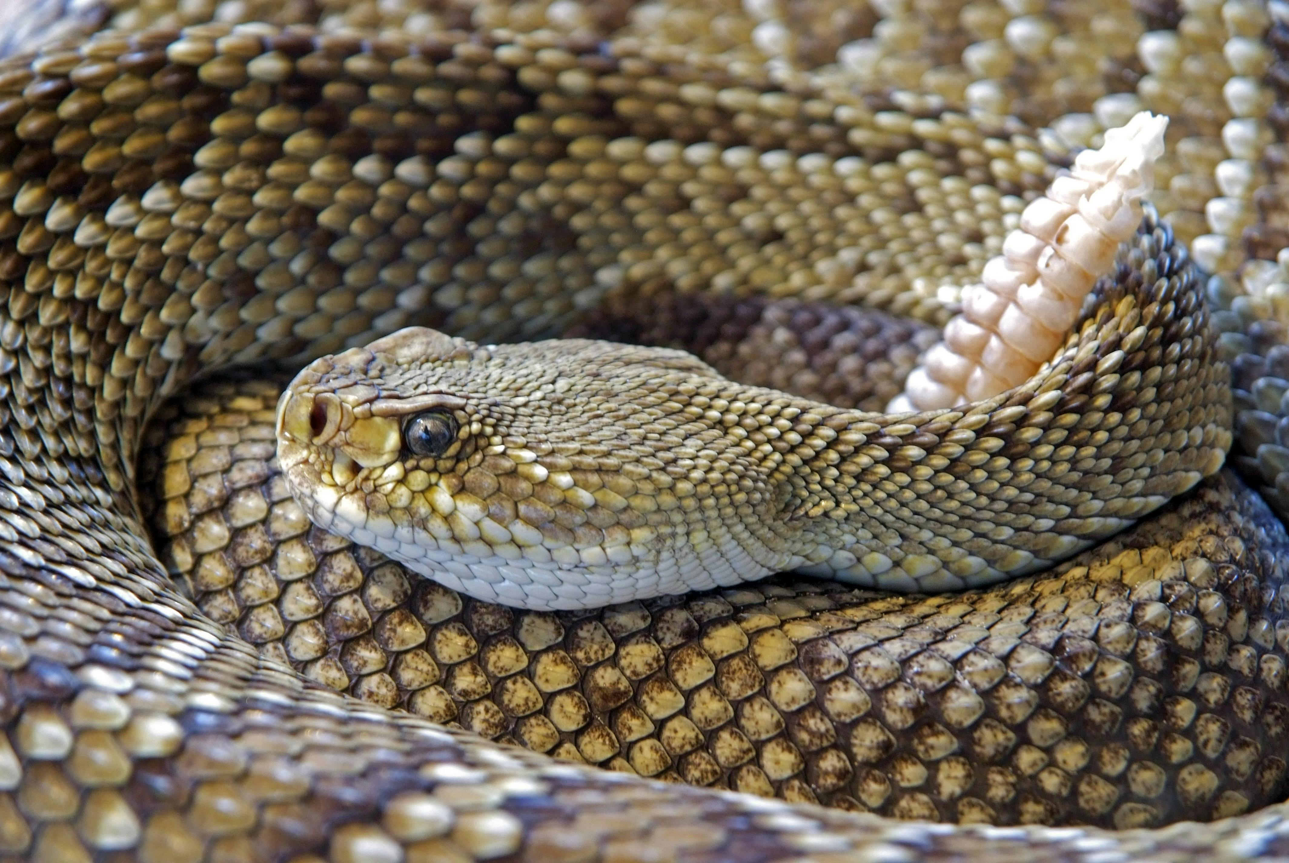 Free stock photos of rattlesnake · Pexels