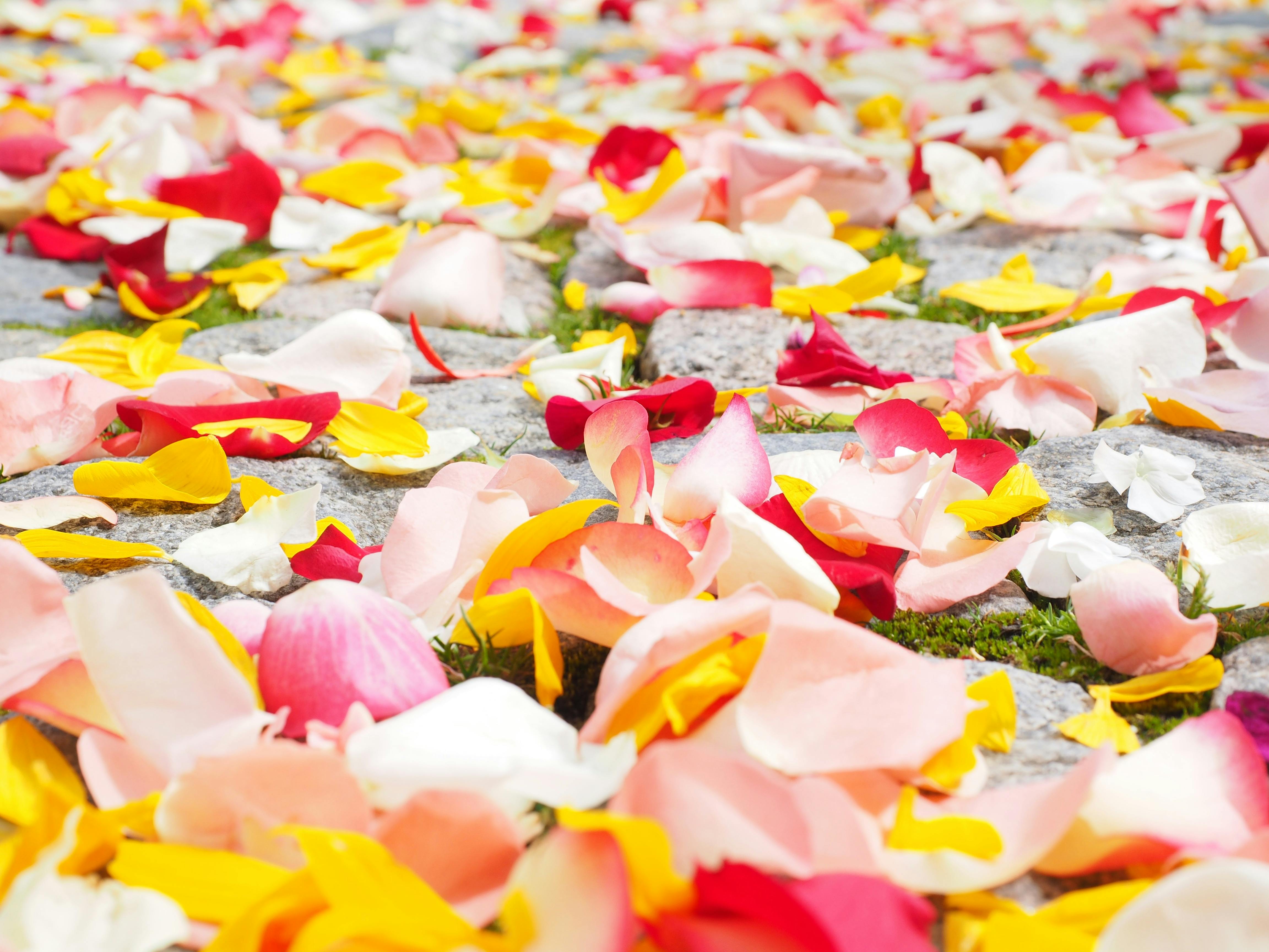 Free stock photos of petals · Pexels