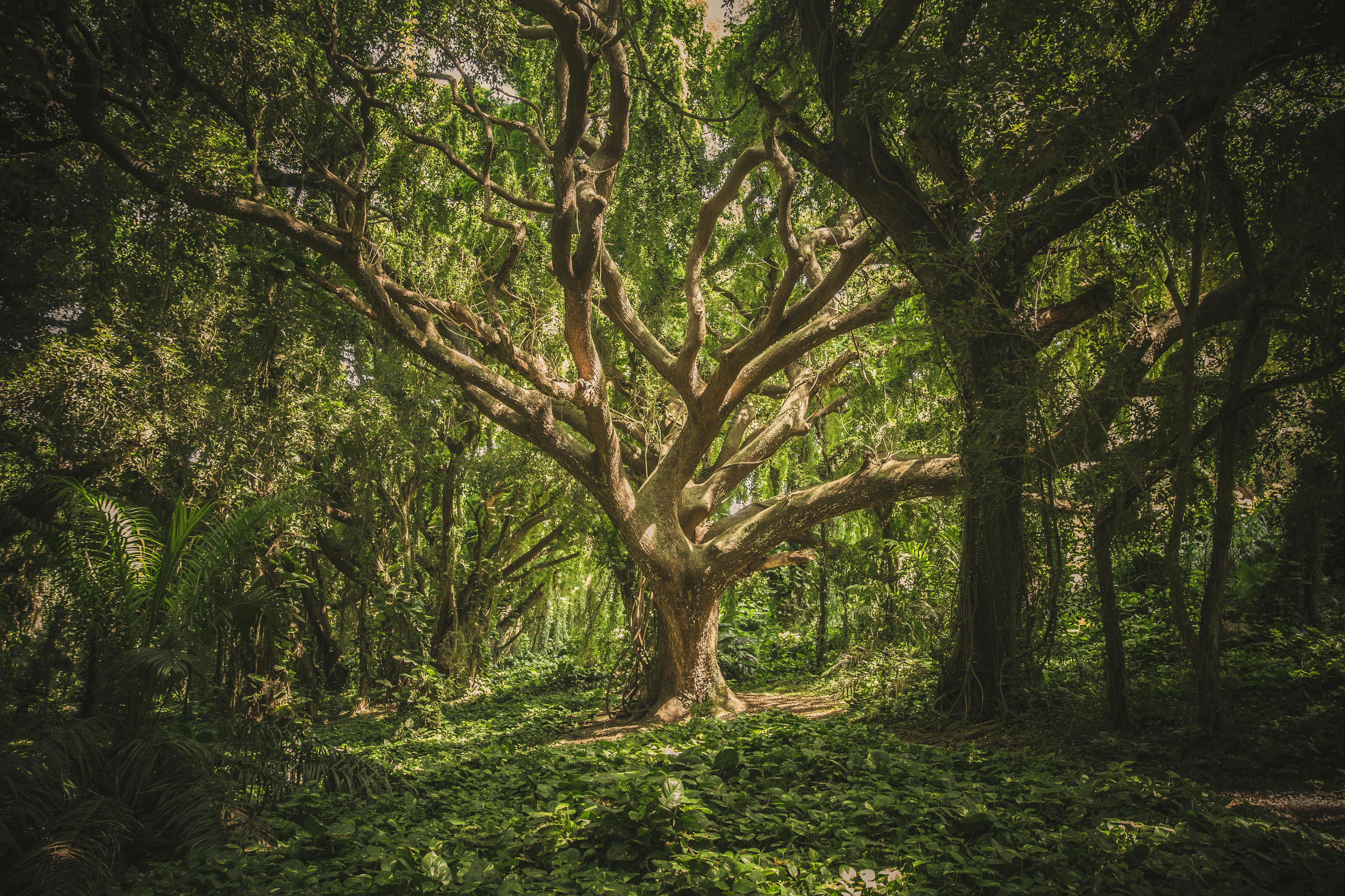 Free stock photos of trees · Pexels