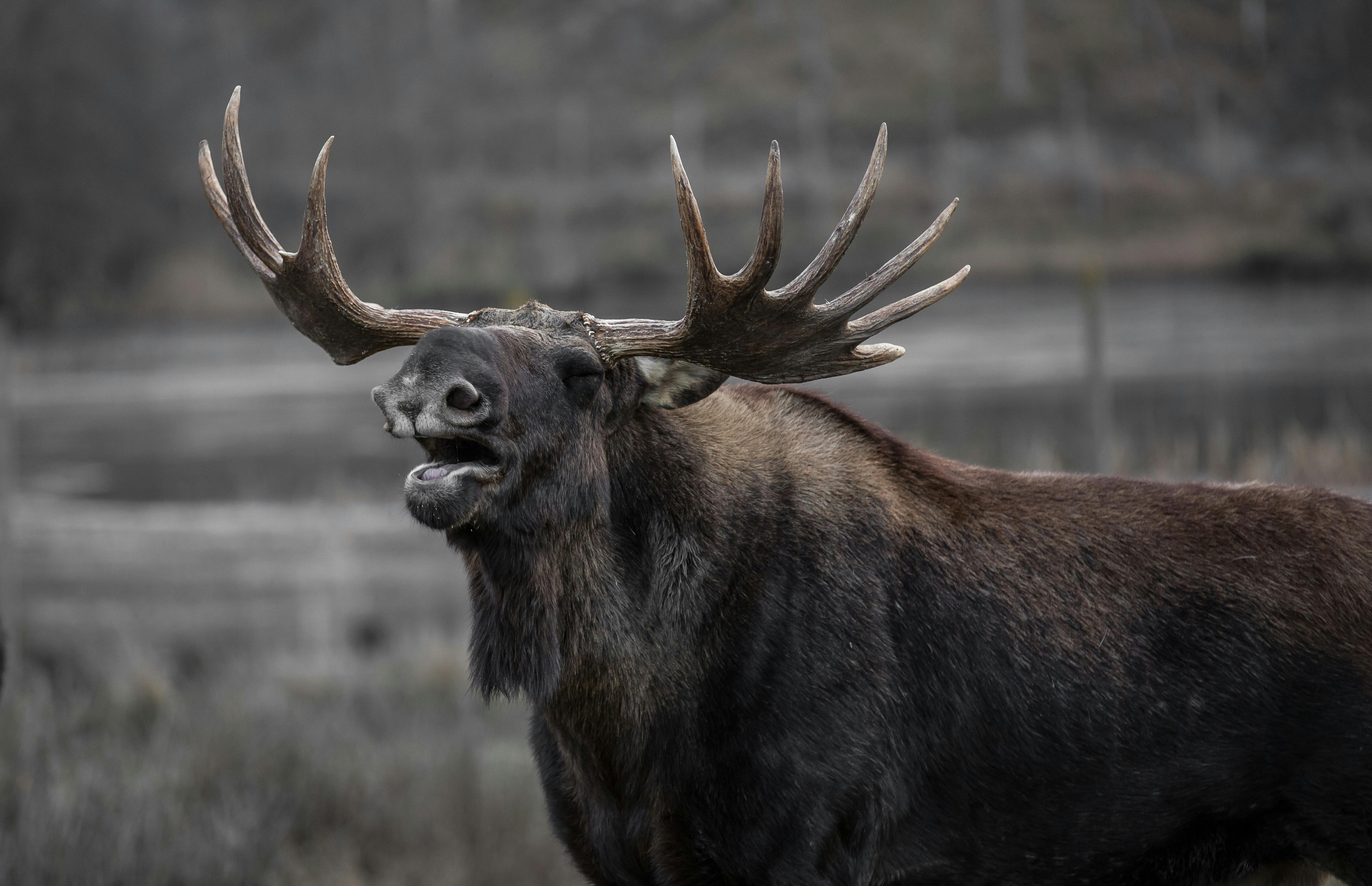 Free stock photos of moose · Pexels