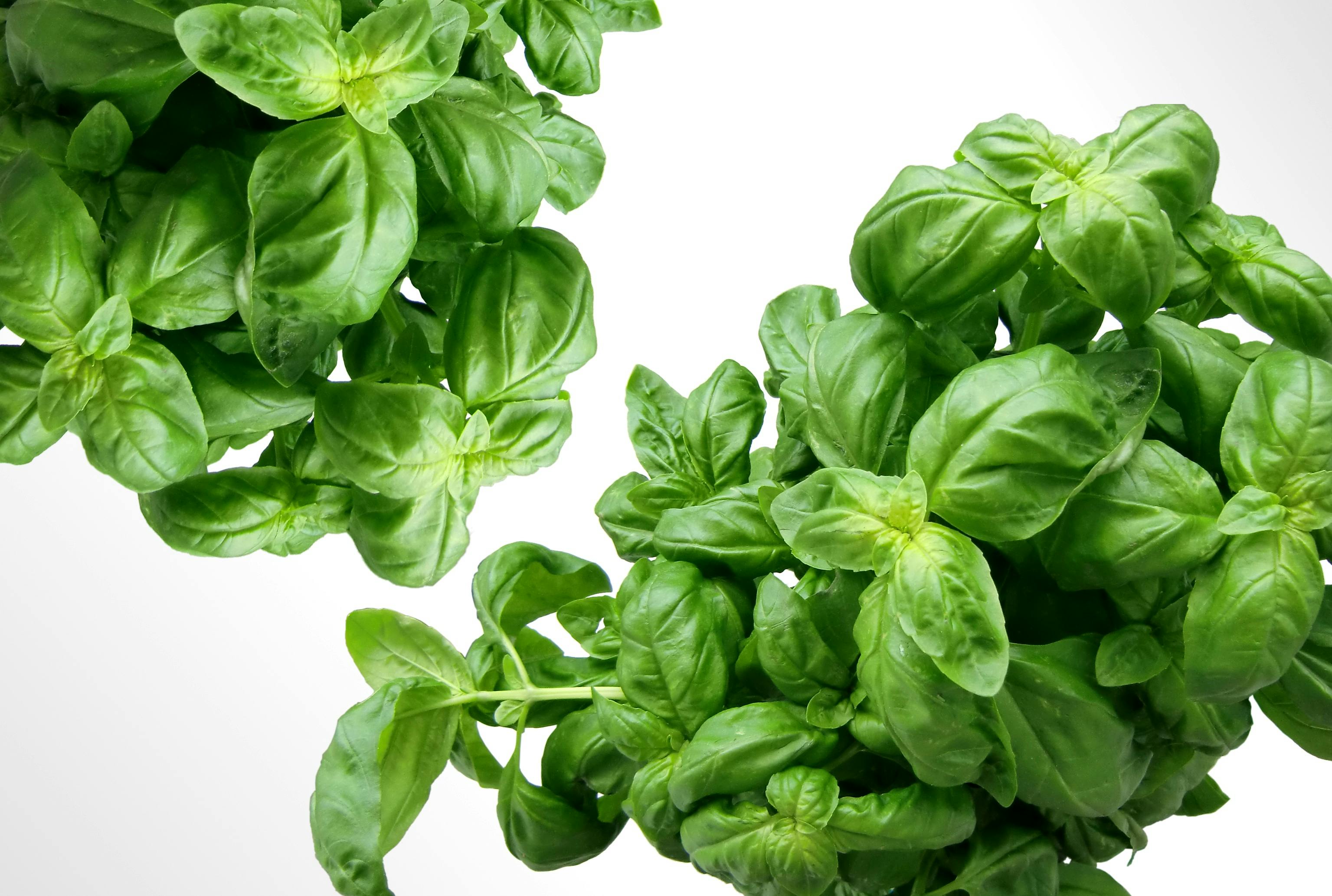 Free stock photos of basil · Pexels