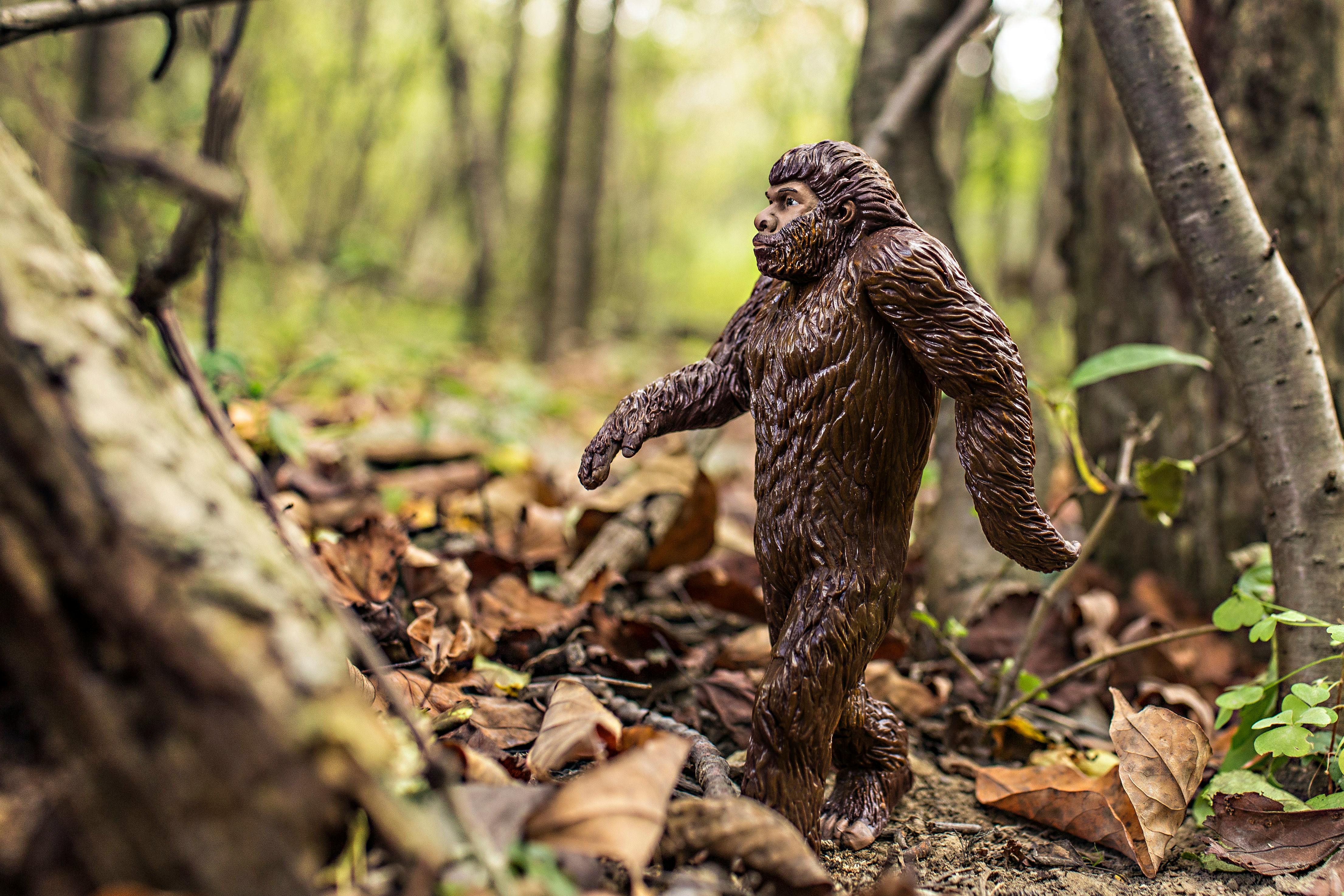 Free stock photos of bigfoot · Pexels