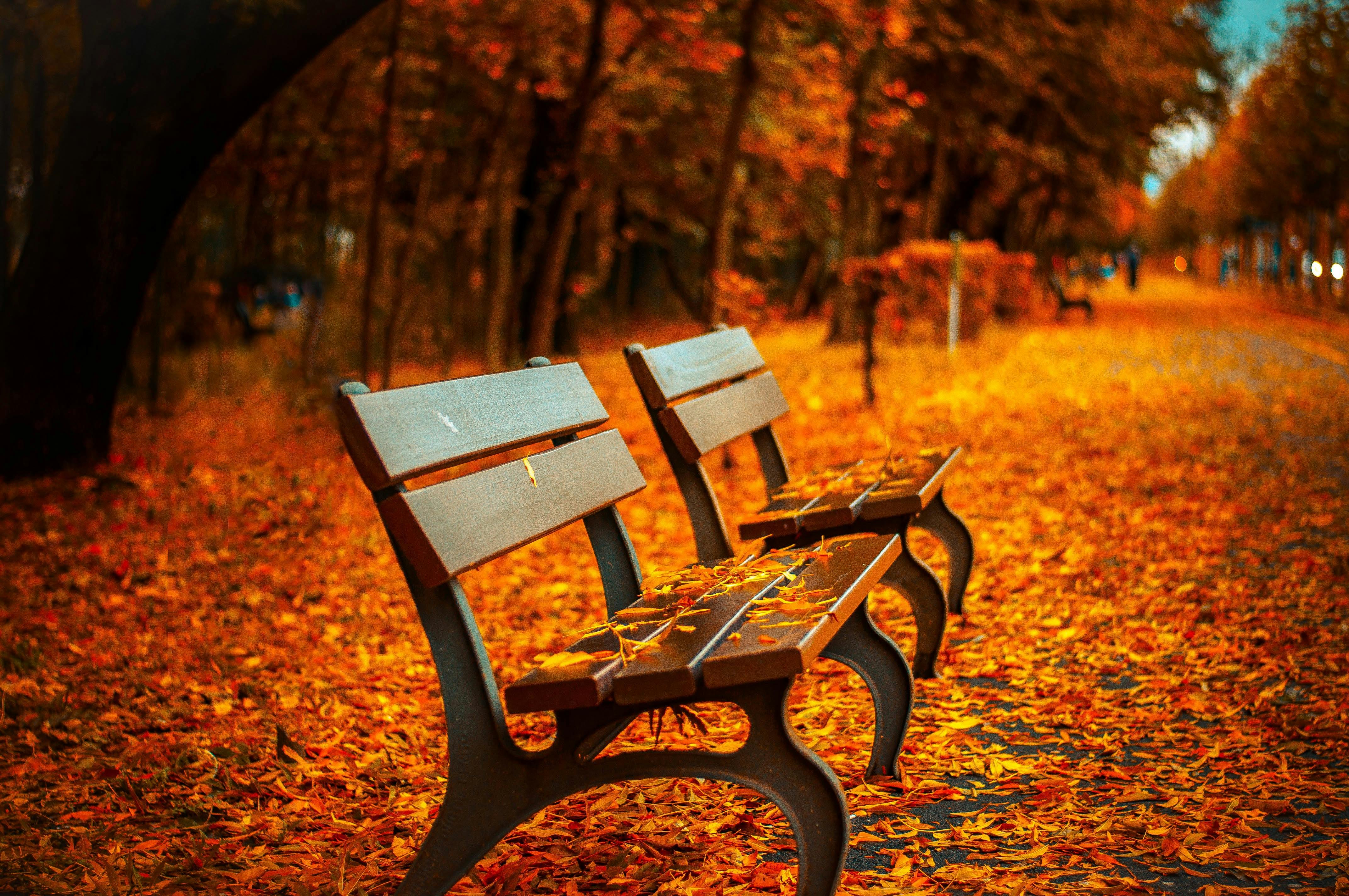 Free stock photos of bench · Pexels