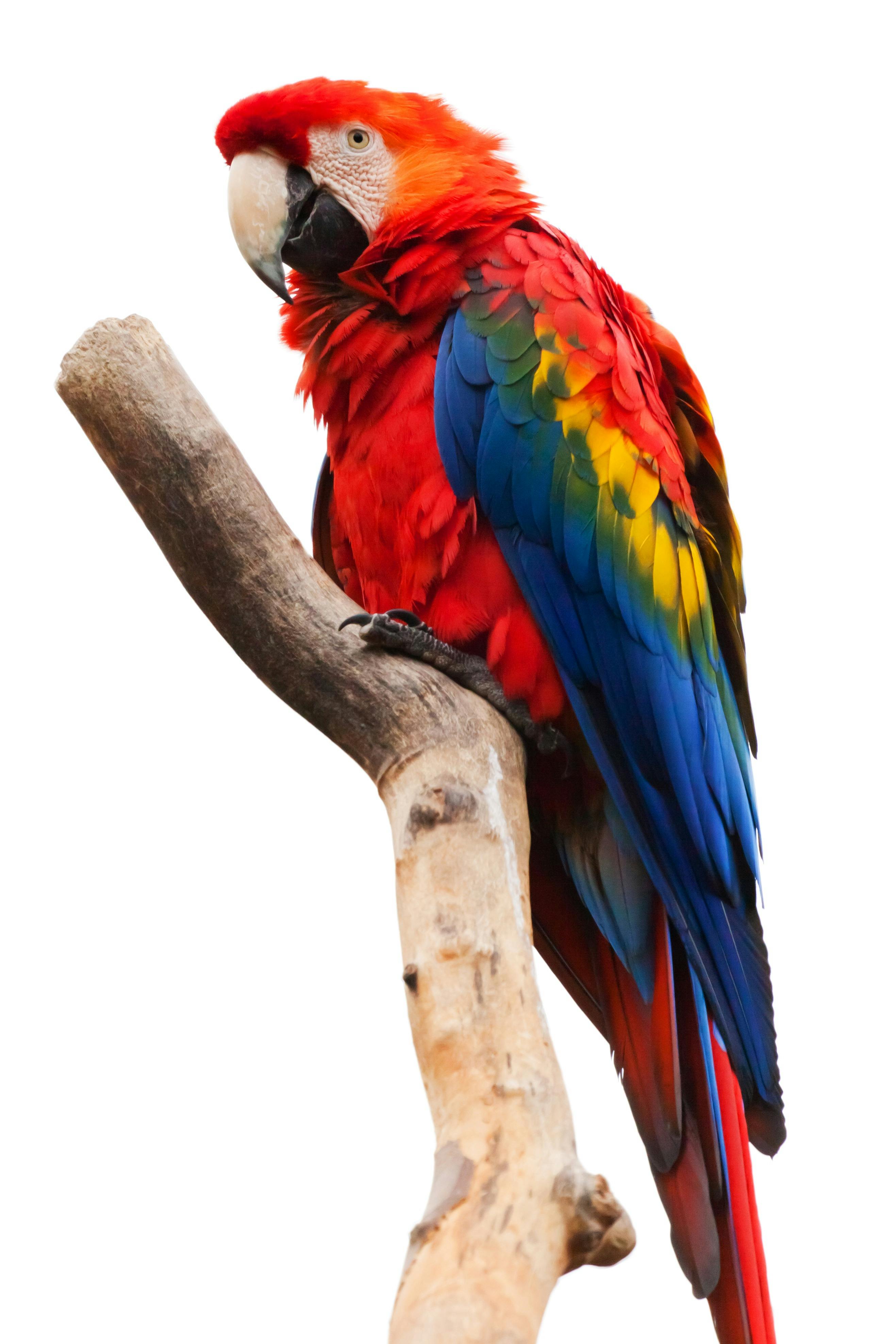 Parrot Photos · Pexels · Free Stock Photos