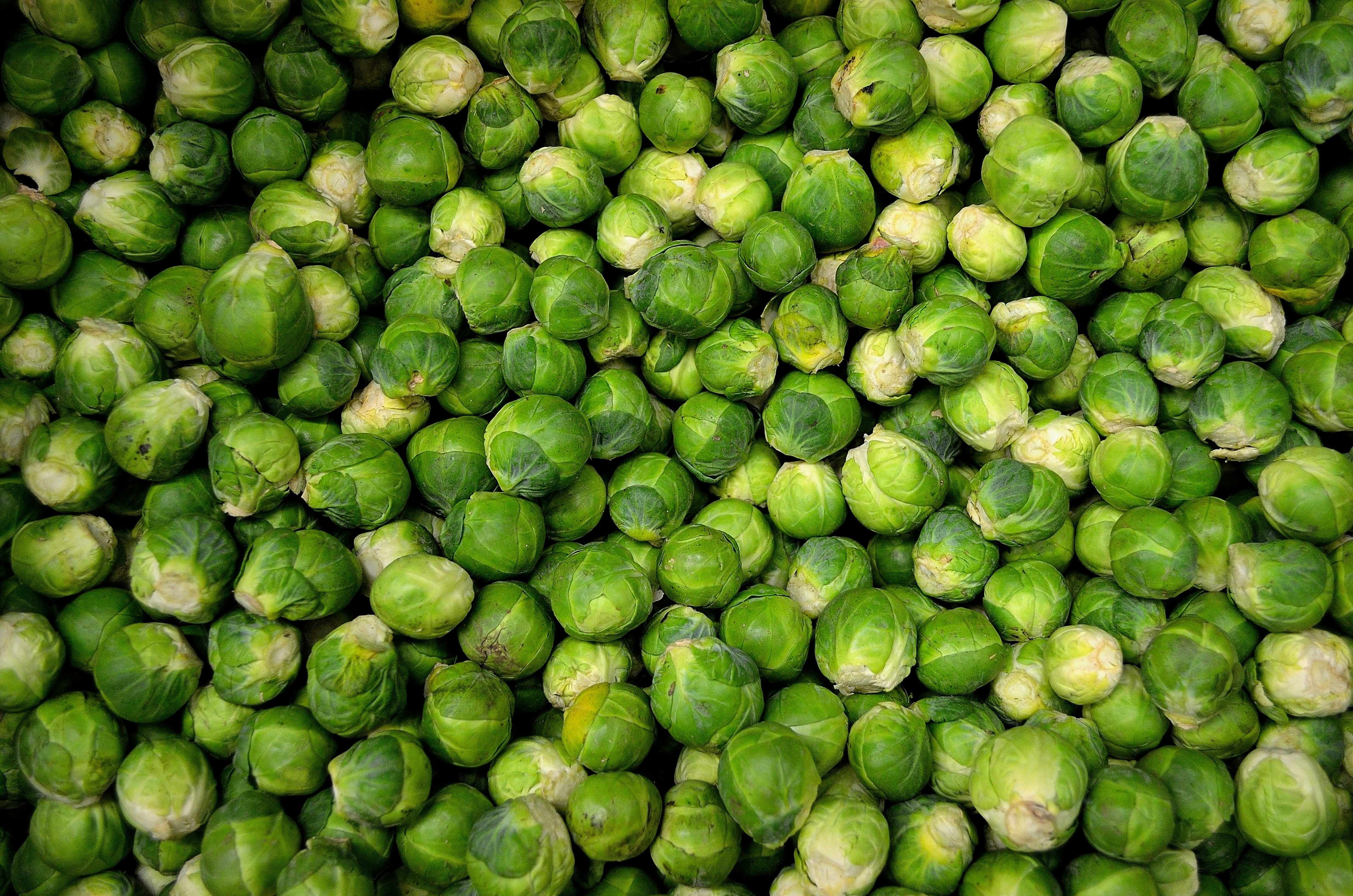 Free stock photos of sprouts · Pexels