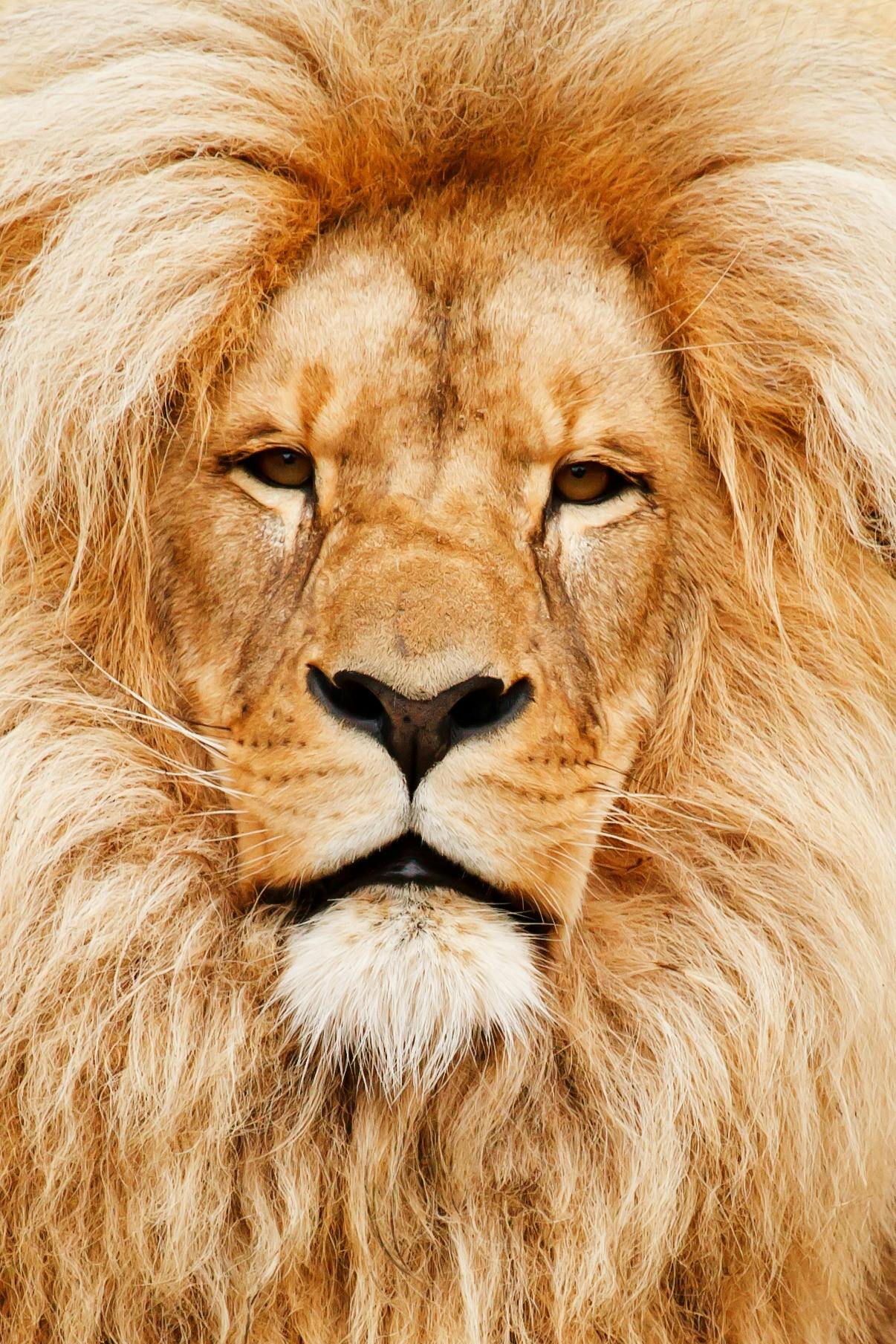 Free stock photos of lion head · Pexels