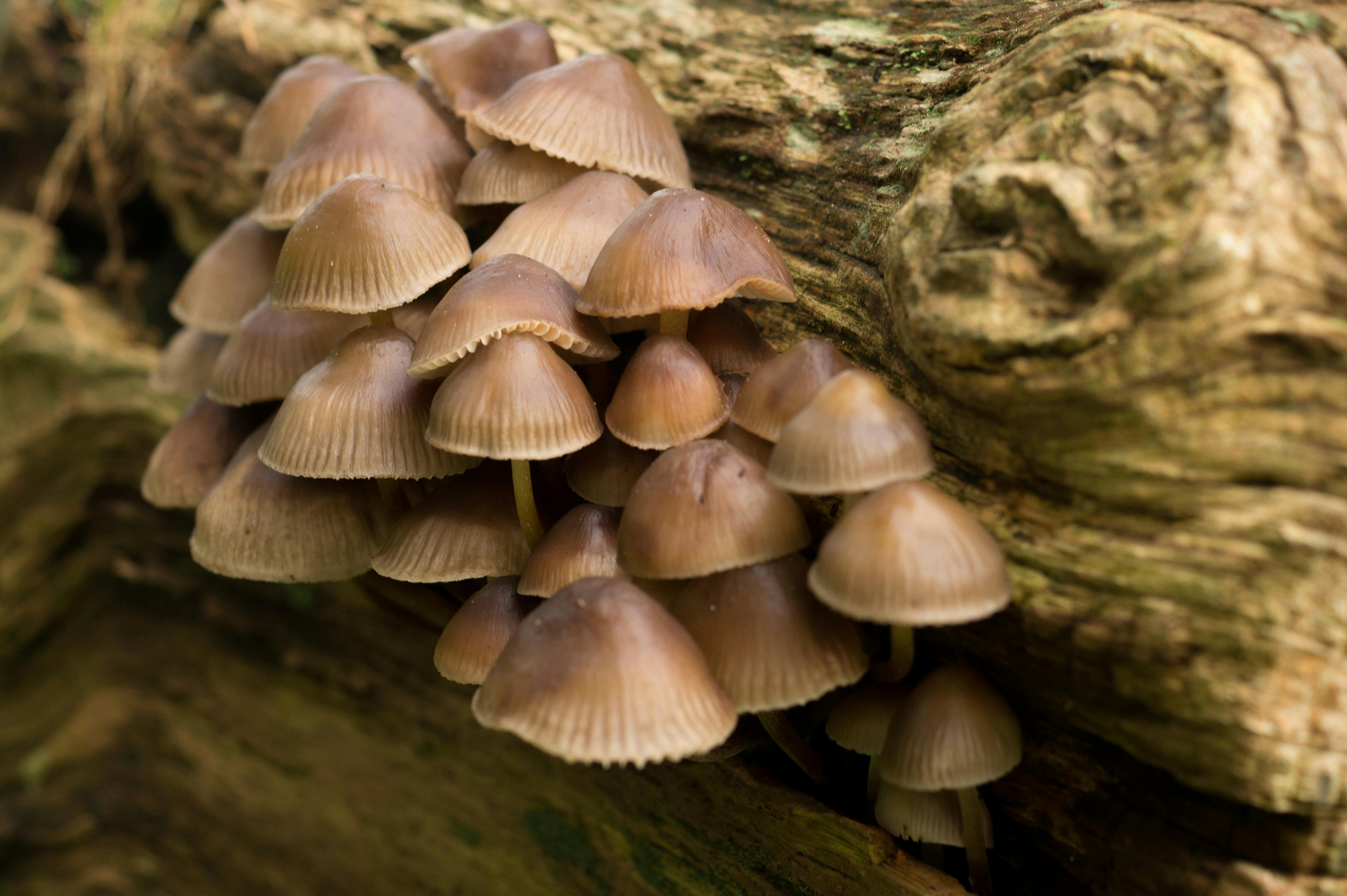 Free stock photos of fungi · Pexels
