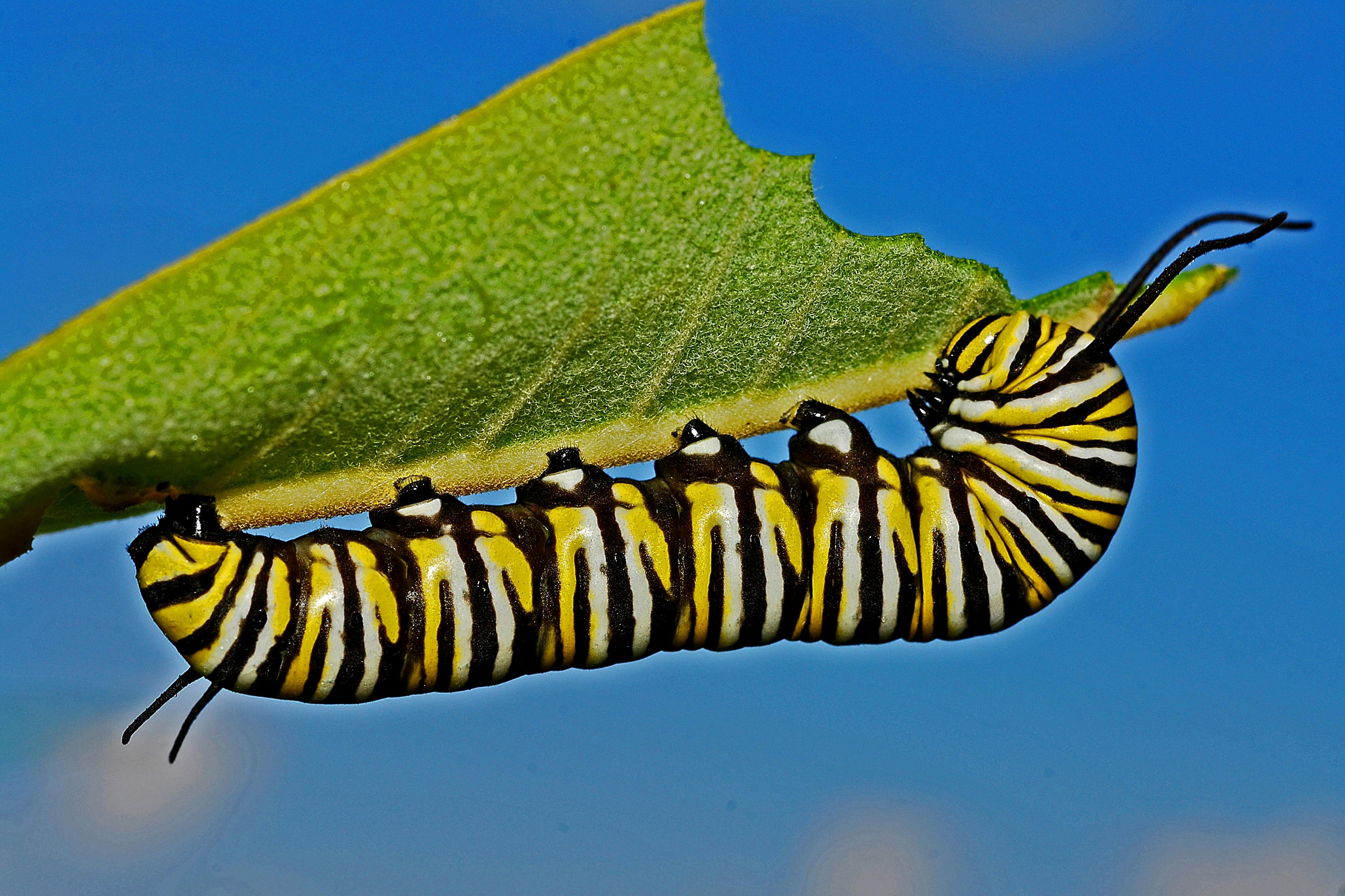 Free stock photos of caterpillar · Pexels