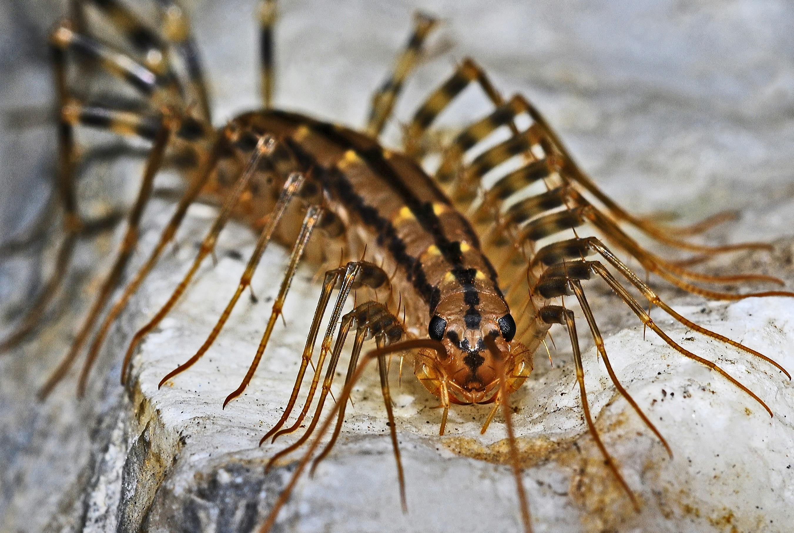 Free stock photos of arthropod · Pexels