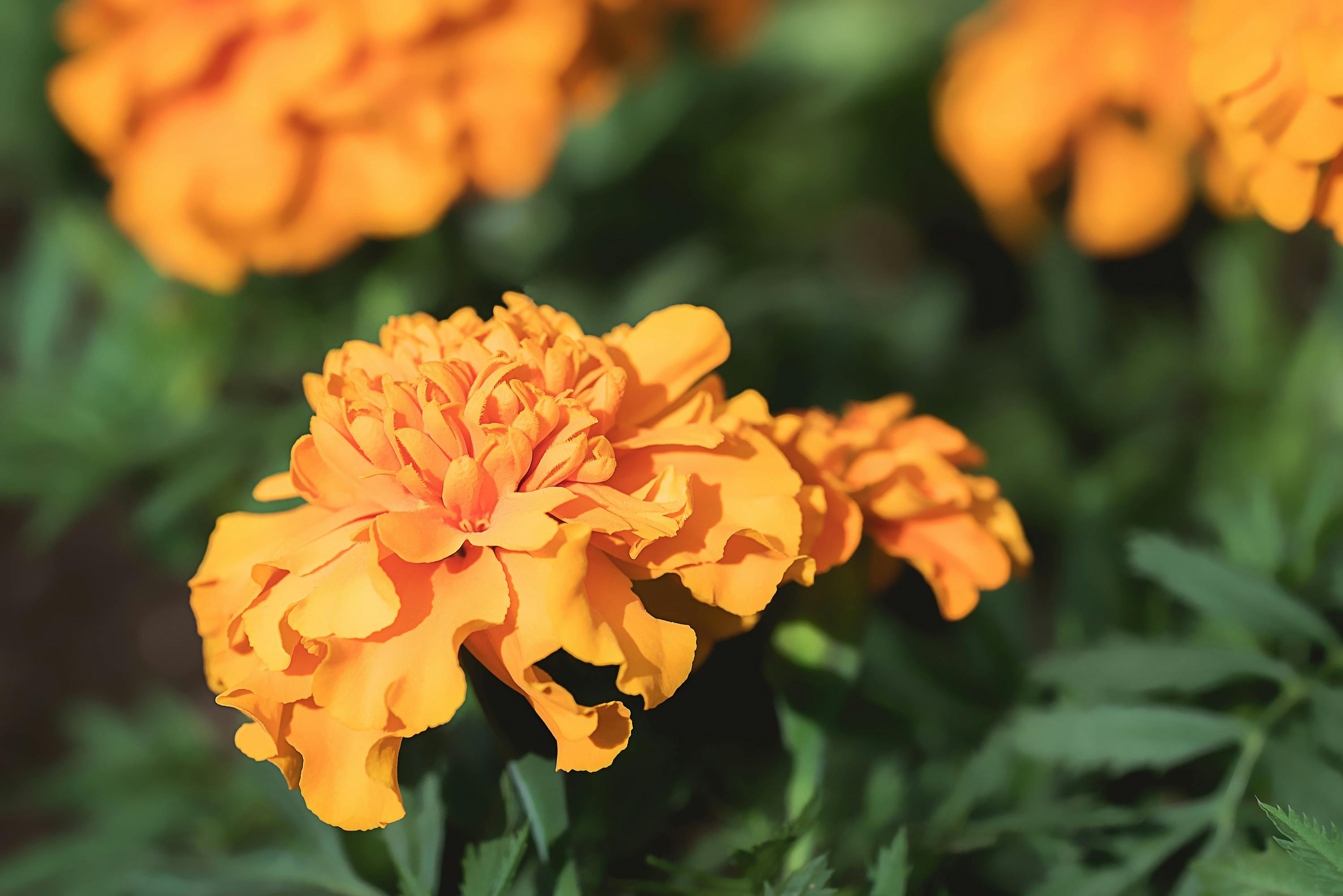 Free stock photos of marigold · Pexels
