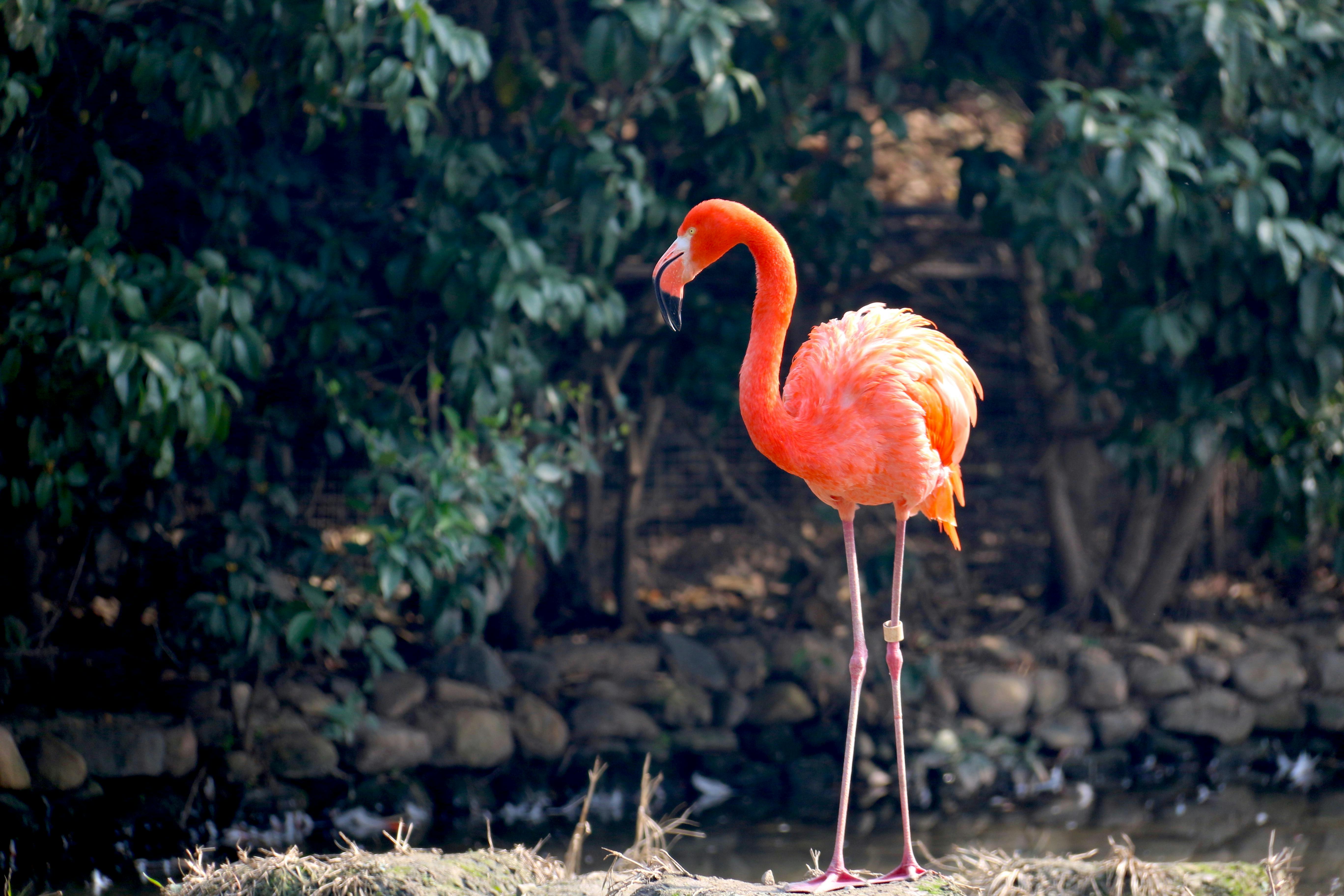 Free stock photos of flamingo · Pexels