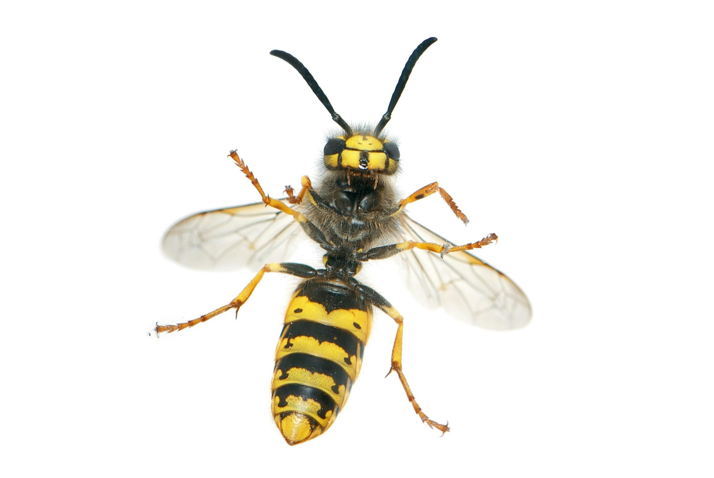 Free stock photos of wasp · Pexels