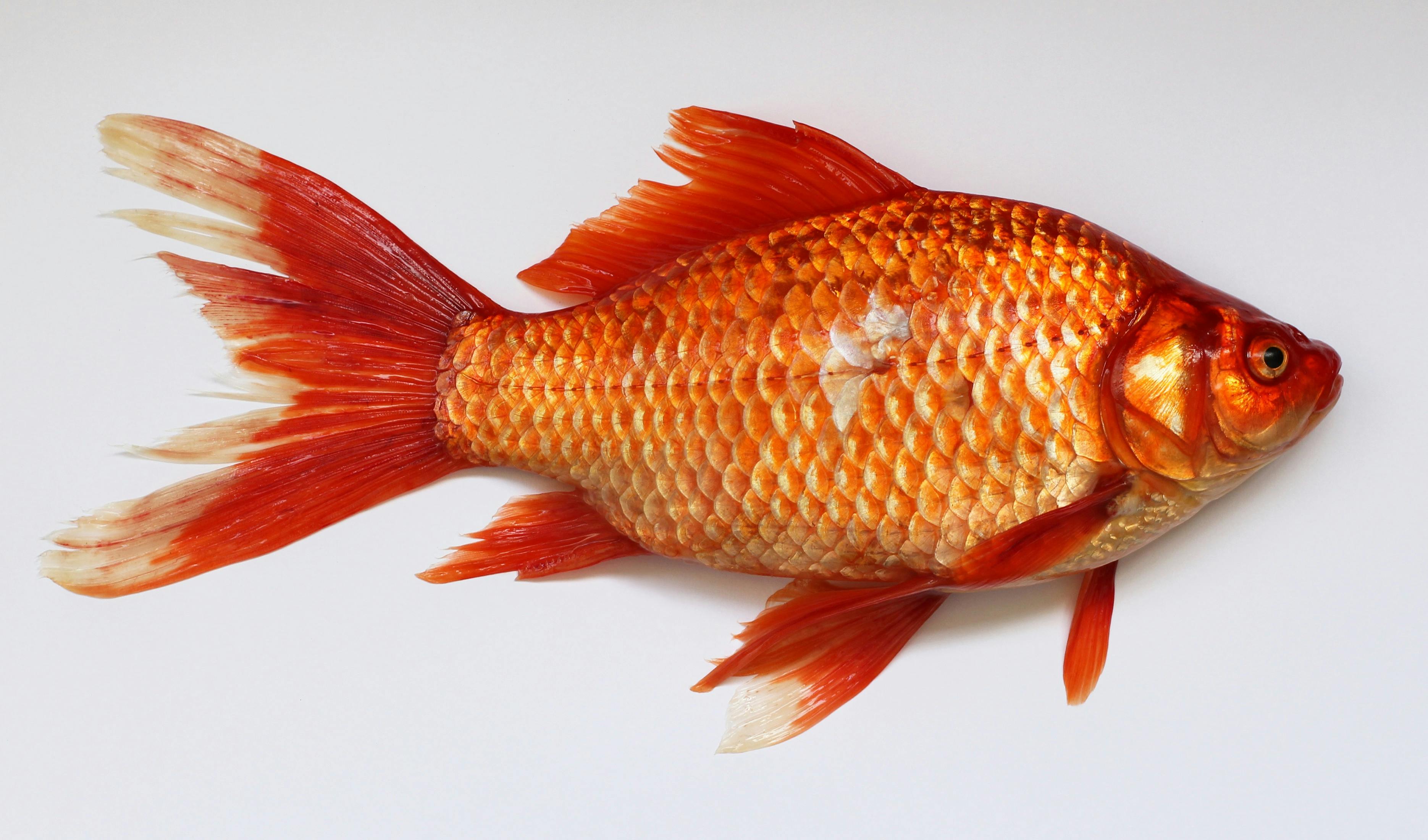 Free stock photos of goldfish · Pexels