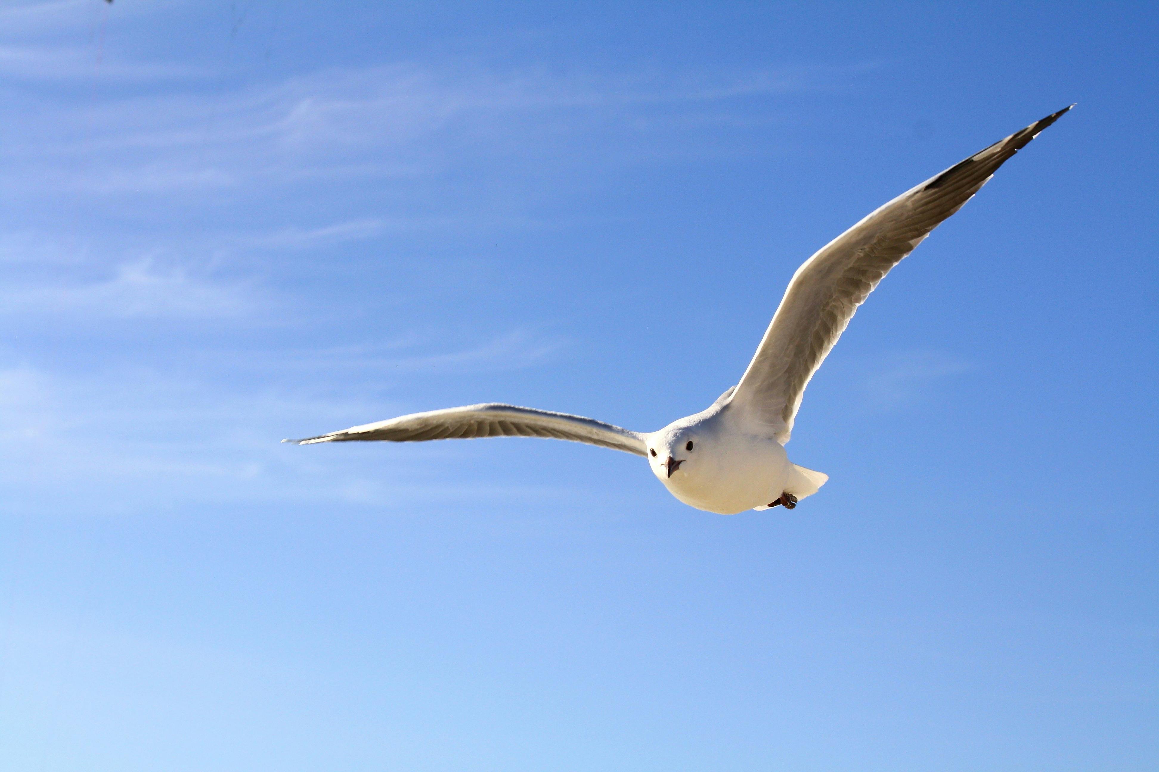Free stock photos of seagull · Pexels