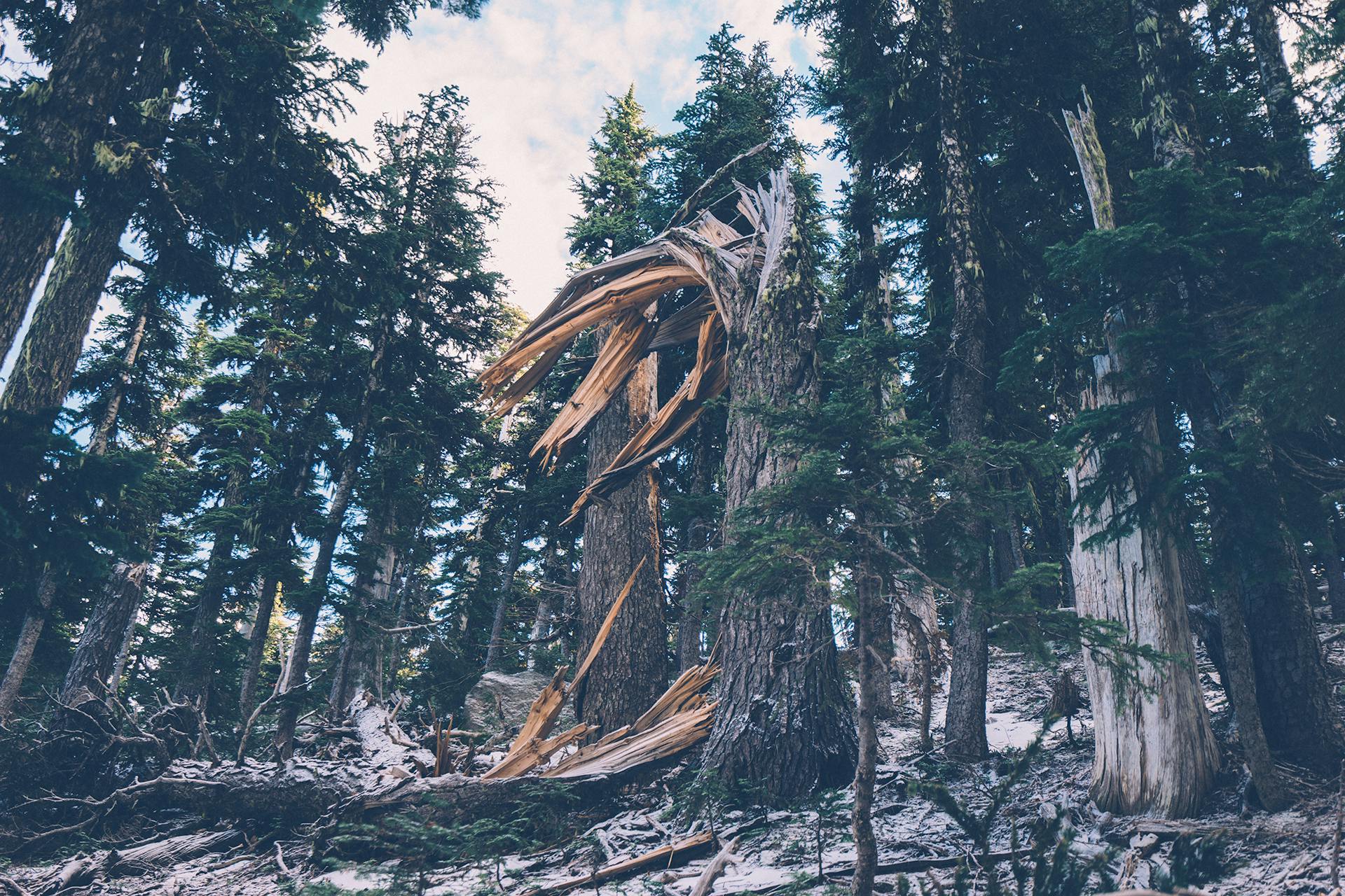 Free stock photos of fallen tree · Pexels