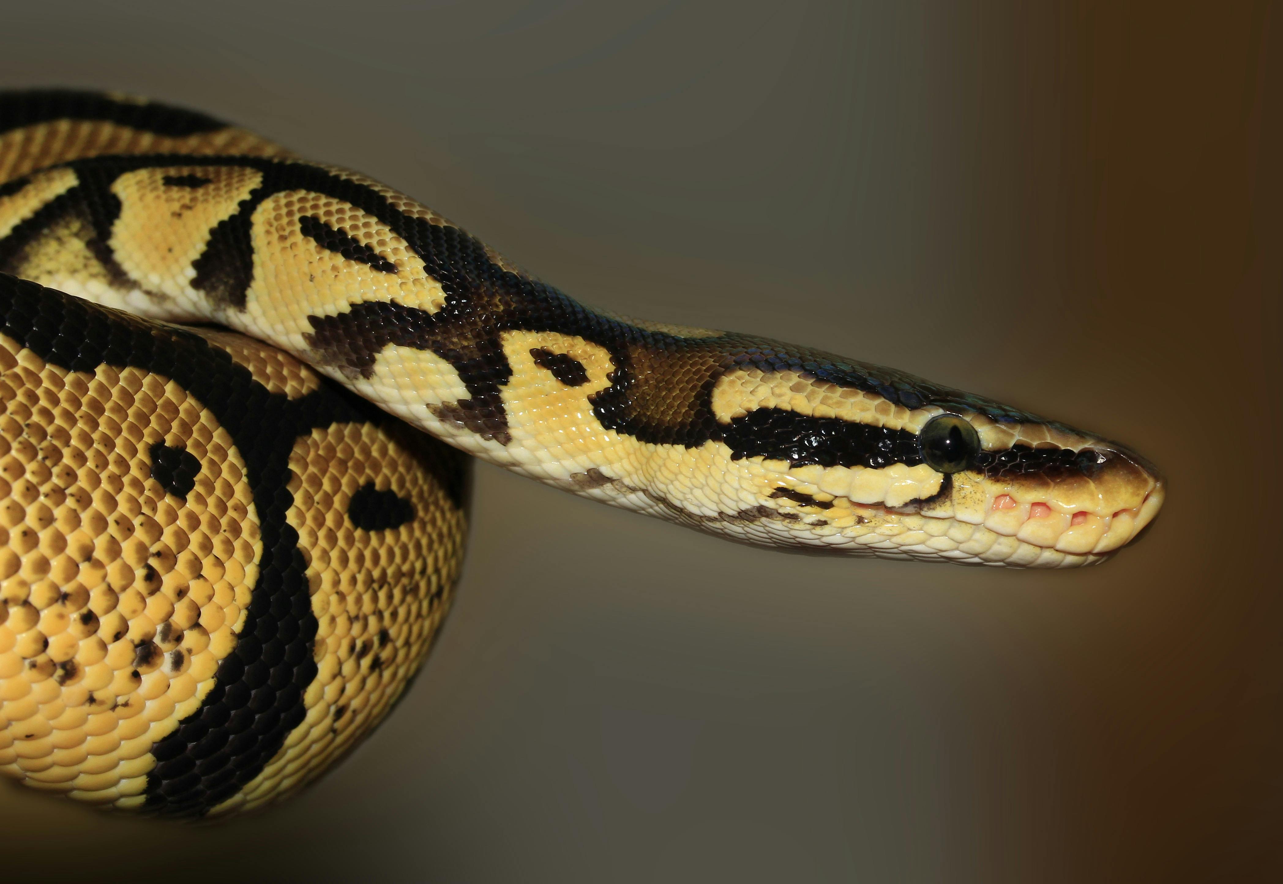 Free stock photos of ball python · Pexels